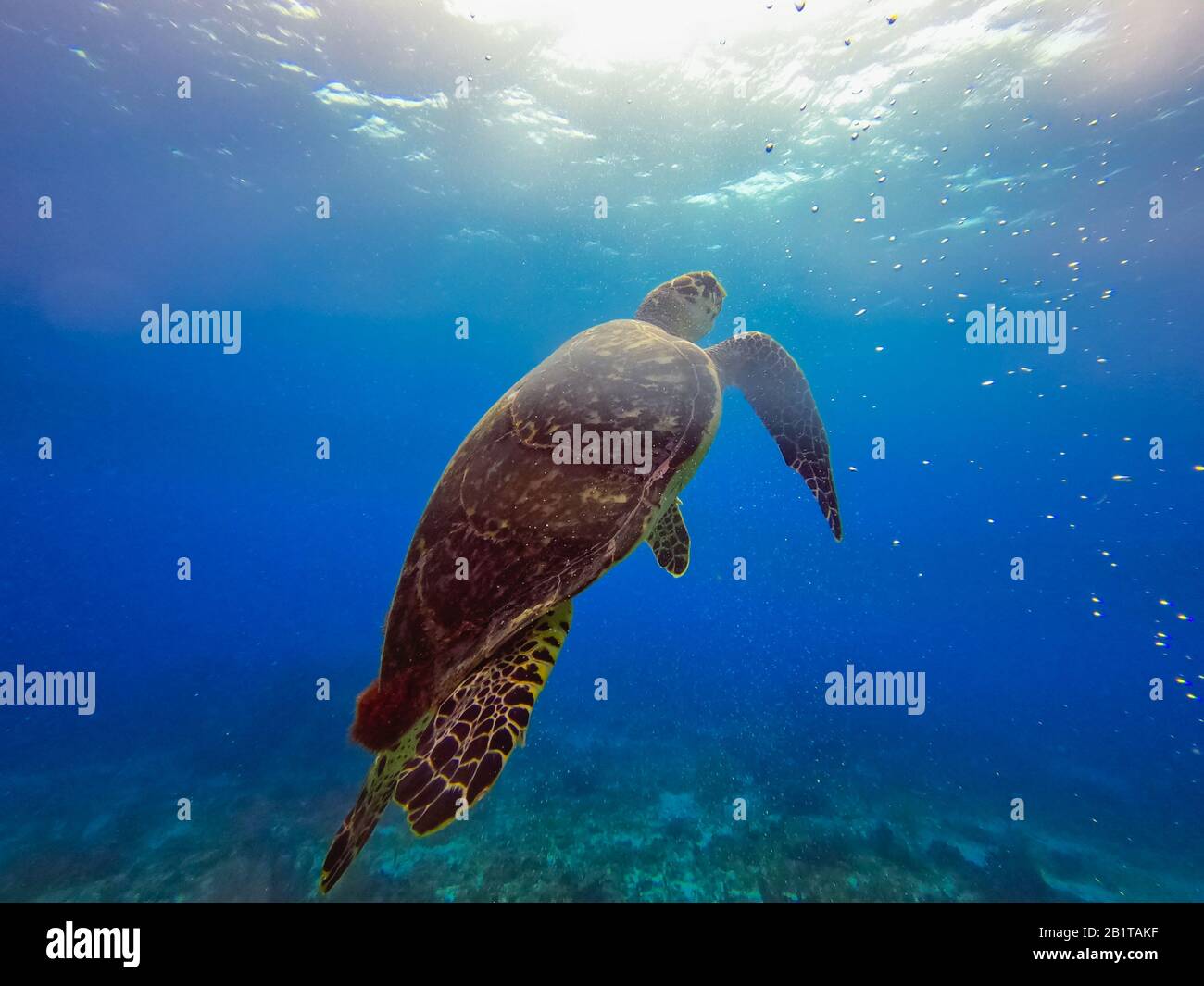 Beautiful marine life turtle in Cancun Mexico North America Stock Photo ...