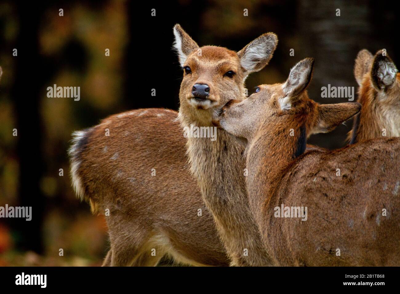 Japanese forest animals hi-res stock photography and images - Alamy
