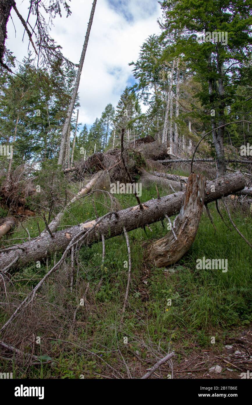 Dead fallen trees in Bohinj forest Stock Photo - Alamy