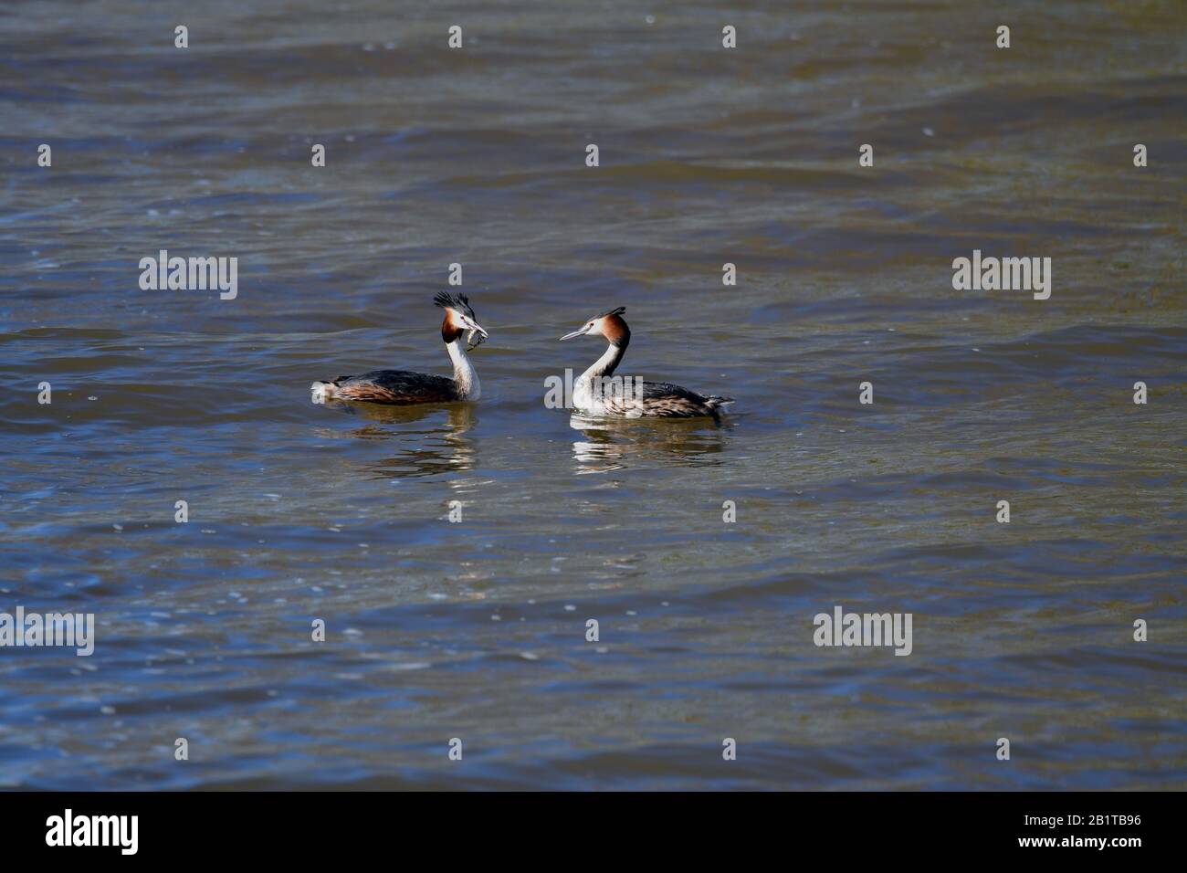 Great crested grebes uk february hi-res stock photography and images ...