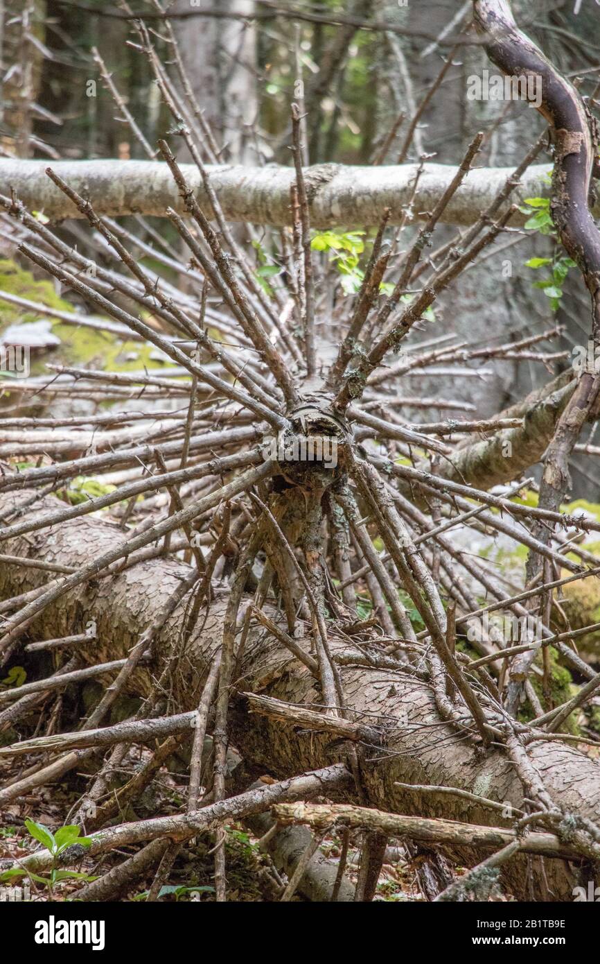 Sharp looking dead tree with spike like branches Stock Photo - Alamy