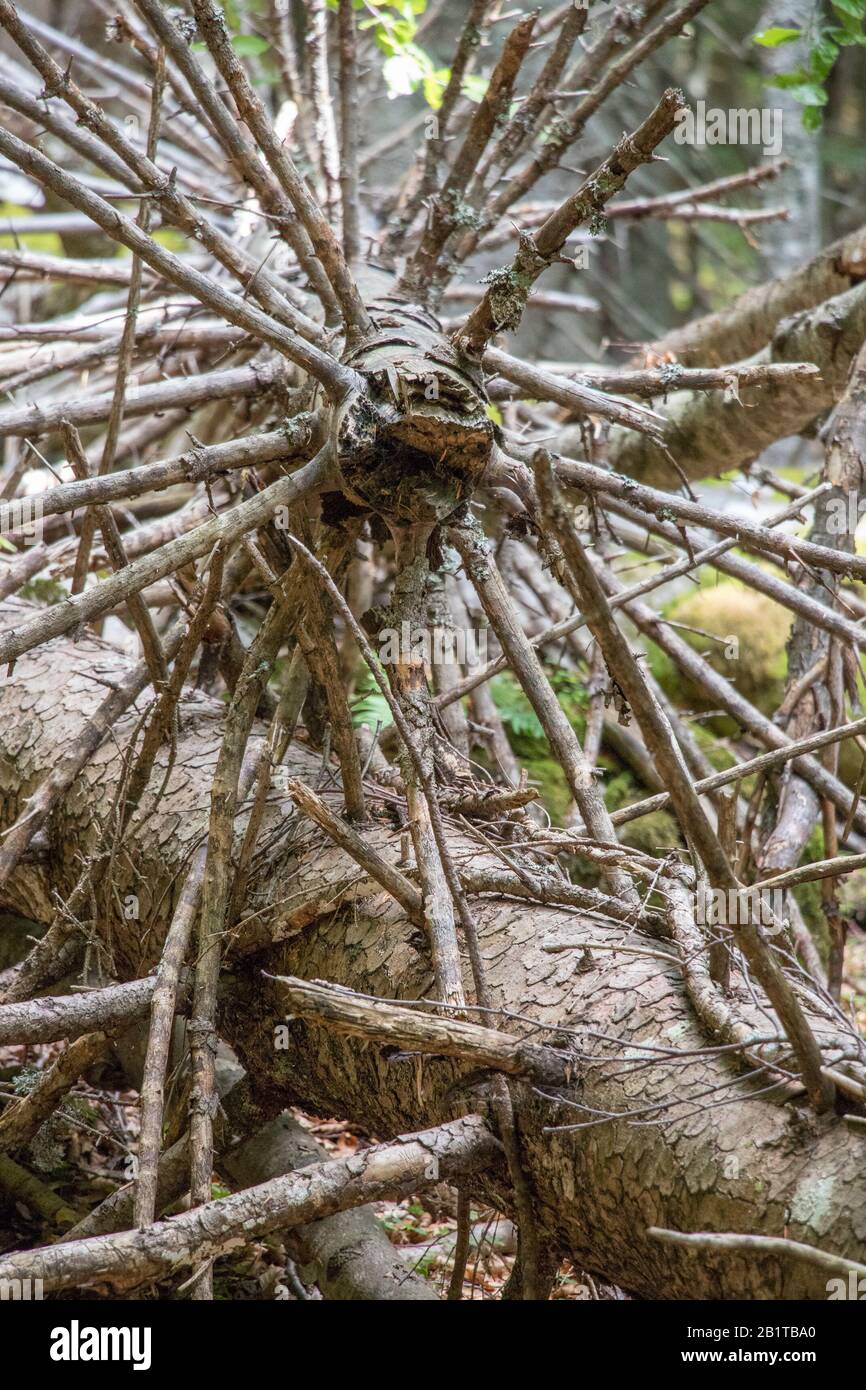 Sharp looking dead trees with spike like branches Stock Photo - Alamy