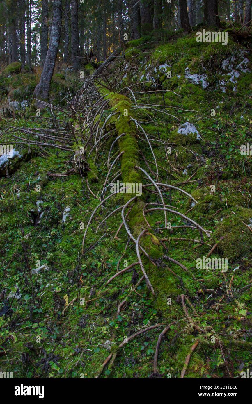 Moss growing on a dead tree, Bohinj forest Stock Photo - Alamy