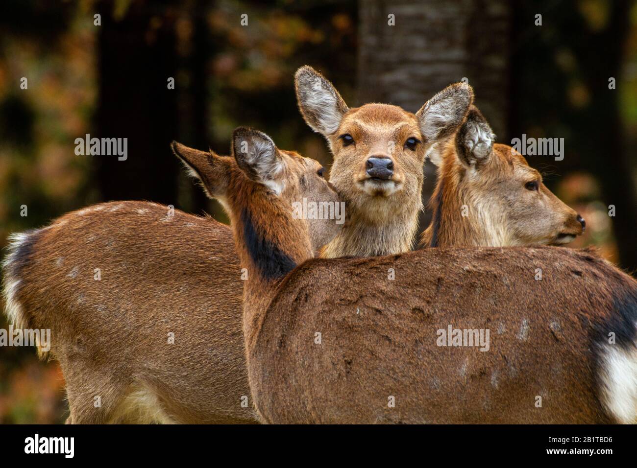 Sika deer (Cervus nippon), also known as the spotted deer or the ...