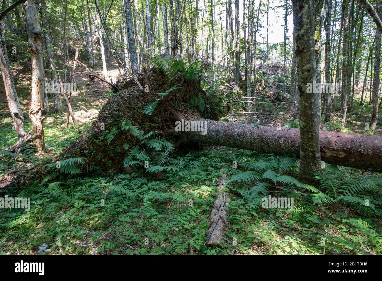 Root of fallen tree in Bohinj forest Stock Photo - Alamy