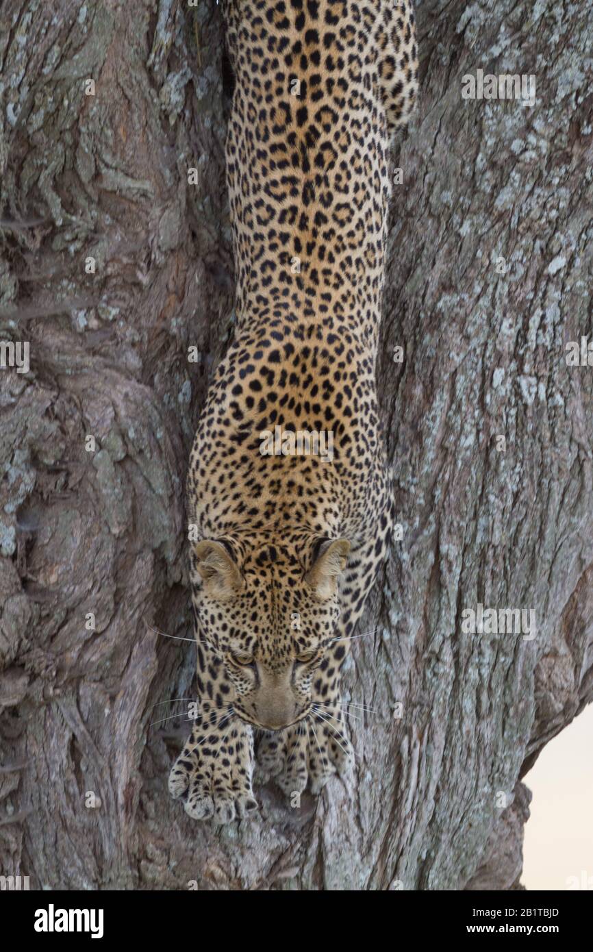 Leopard Jumping Tree High Resolution Stock Photography and Images - Alamy