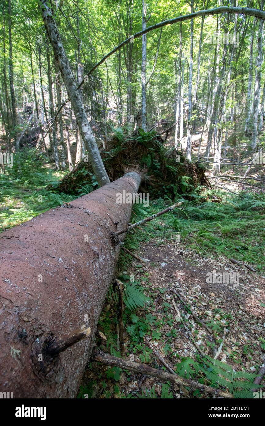Fallen tree laying in Bohinj forest, from side Stock Photo - Alamy