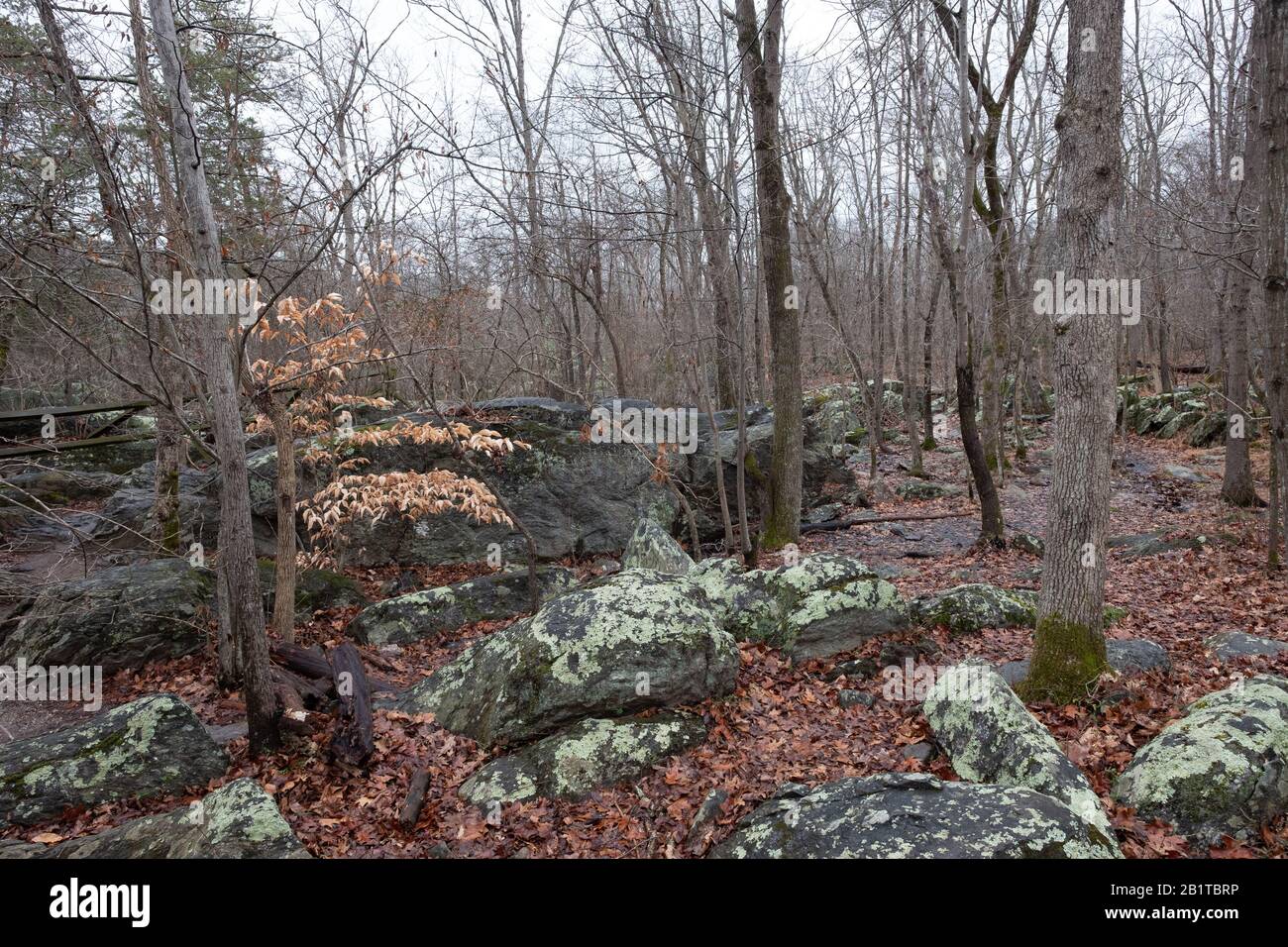 Virginia stark hi-res stock photography and images - Alamy