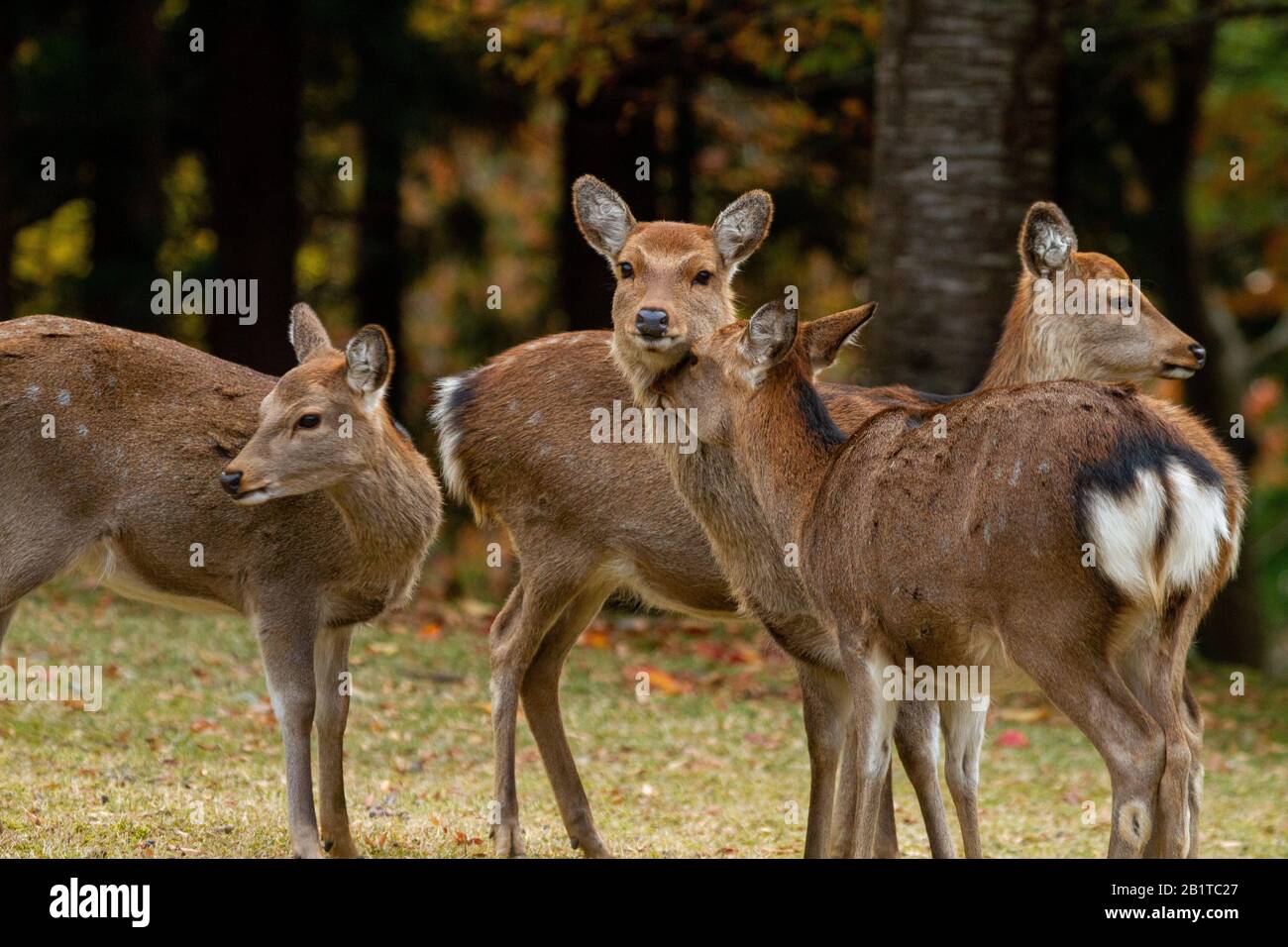 Sika deer (Cervus nippon), also known as the spotted deer or the ...