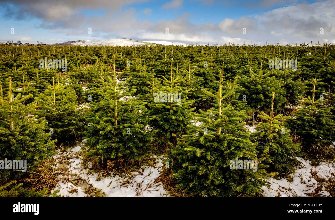 Consumer farm hi-res stock photography and images - Alamy