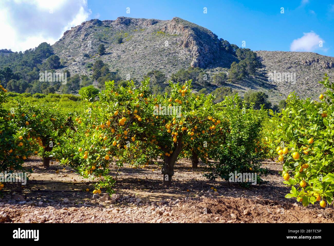 Citrus plantation spain hi-res stock photography and images - Alamy