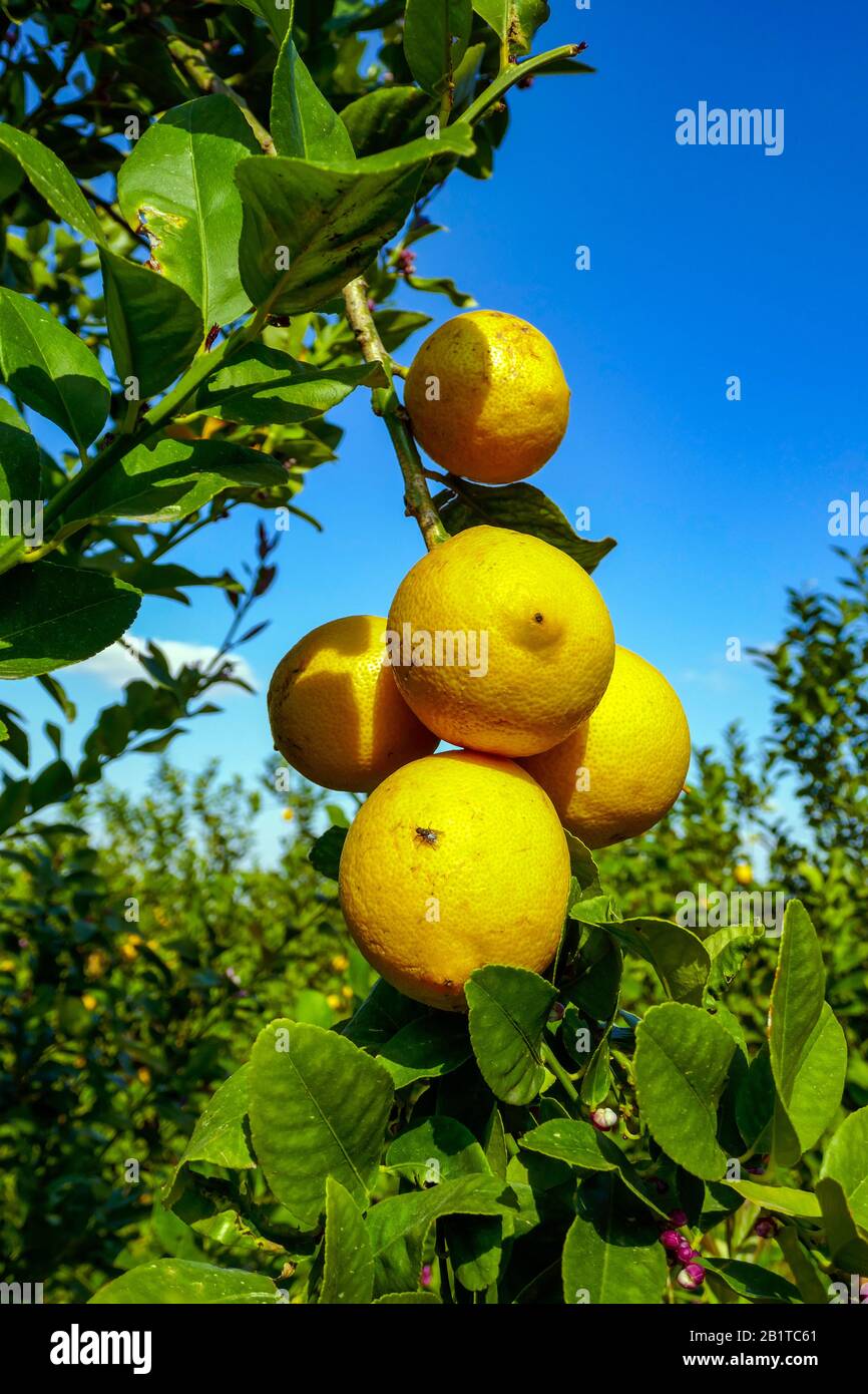 Growing lemons hi-res stock photography and images - Alamy