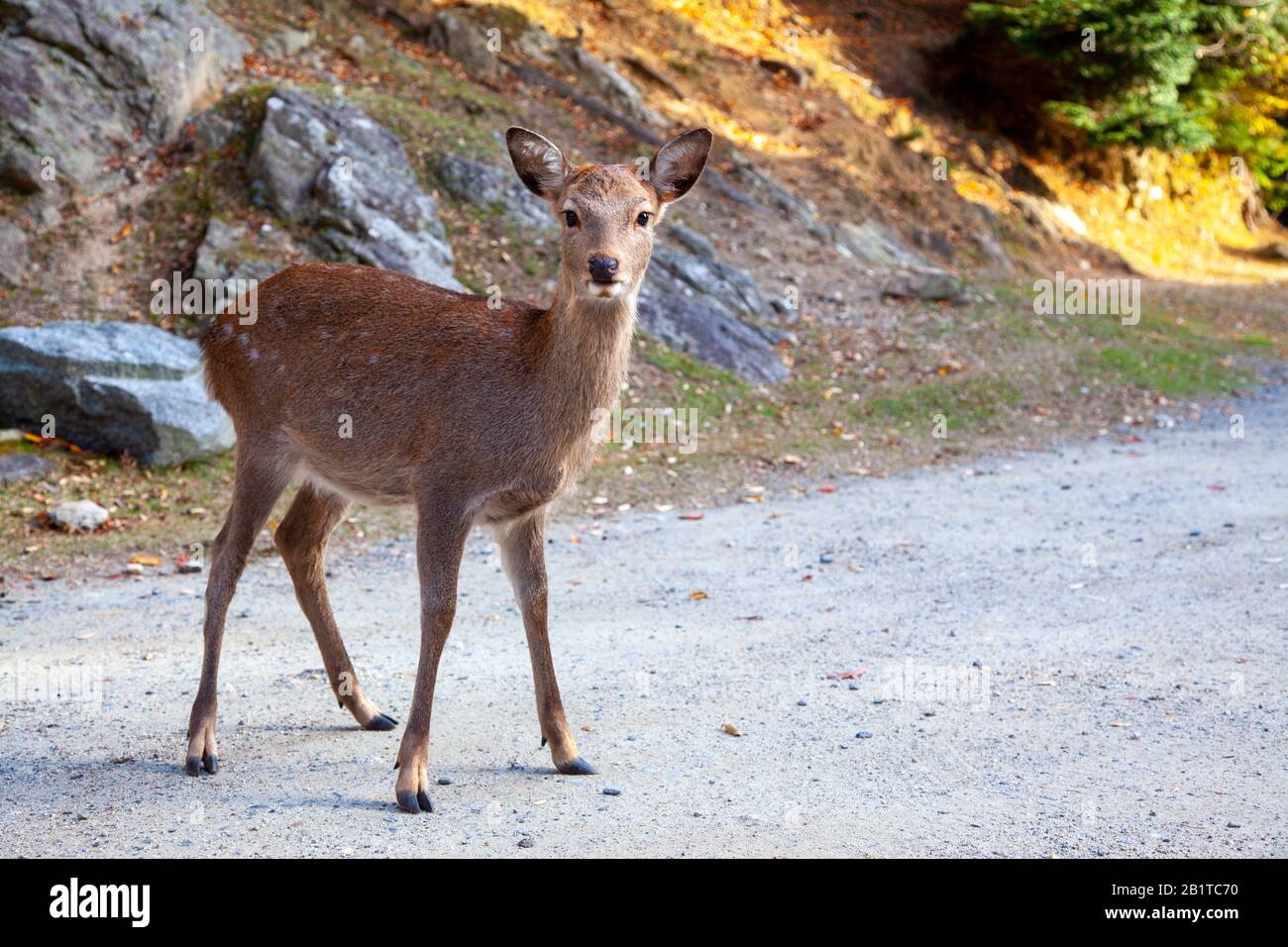 Sika deer (Cervus nippon), also known as the spotted deer or the ...