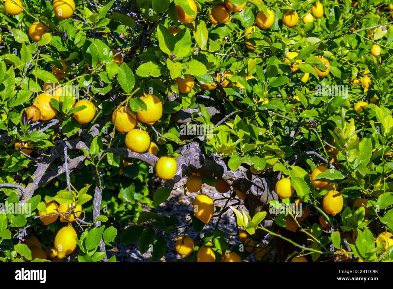 Citrus plantation spain hi-res stock photography and images - Alamy
