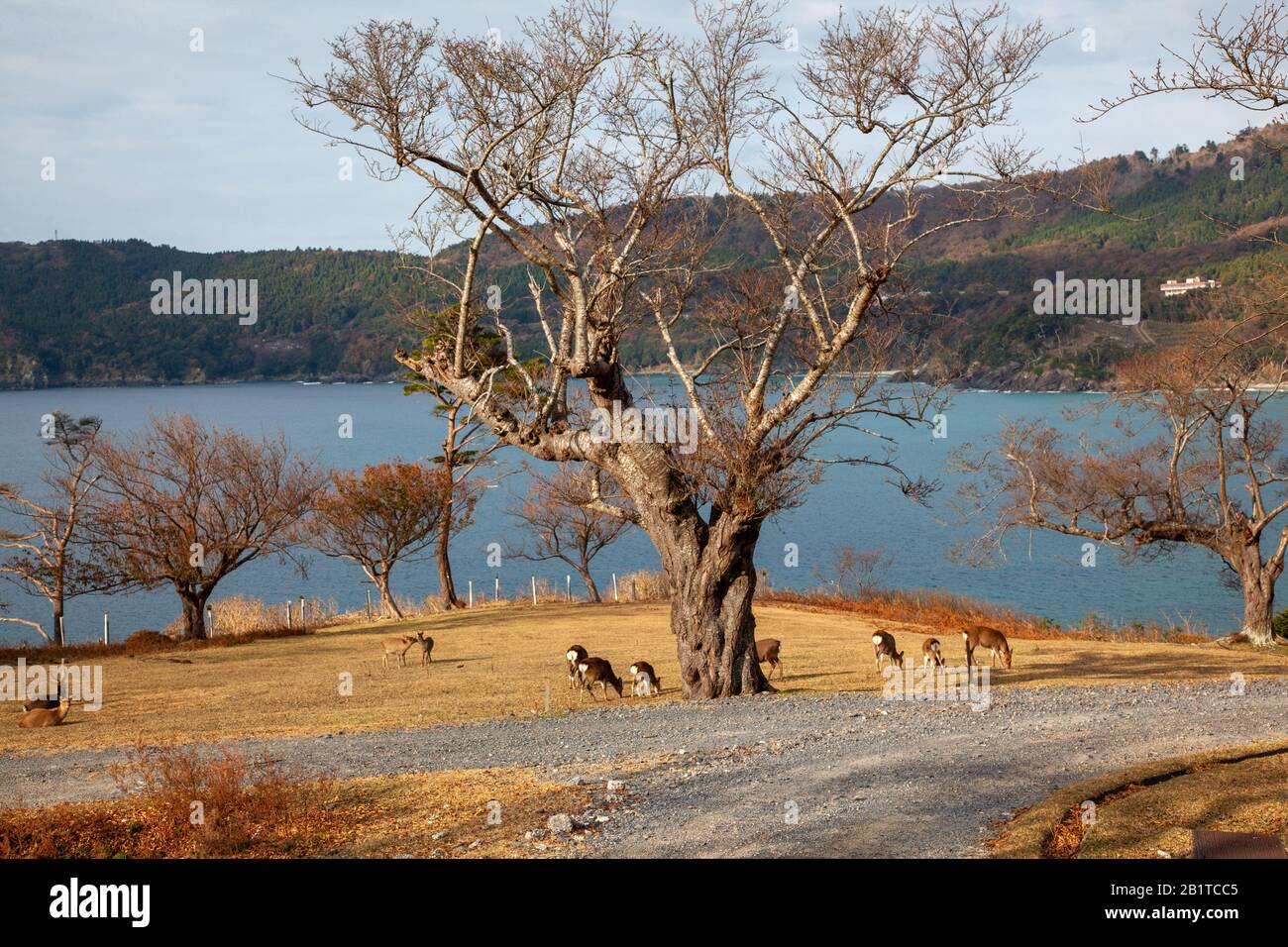 Sika deer (Cervus nippon), also known as the spotted deer or the ...