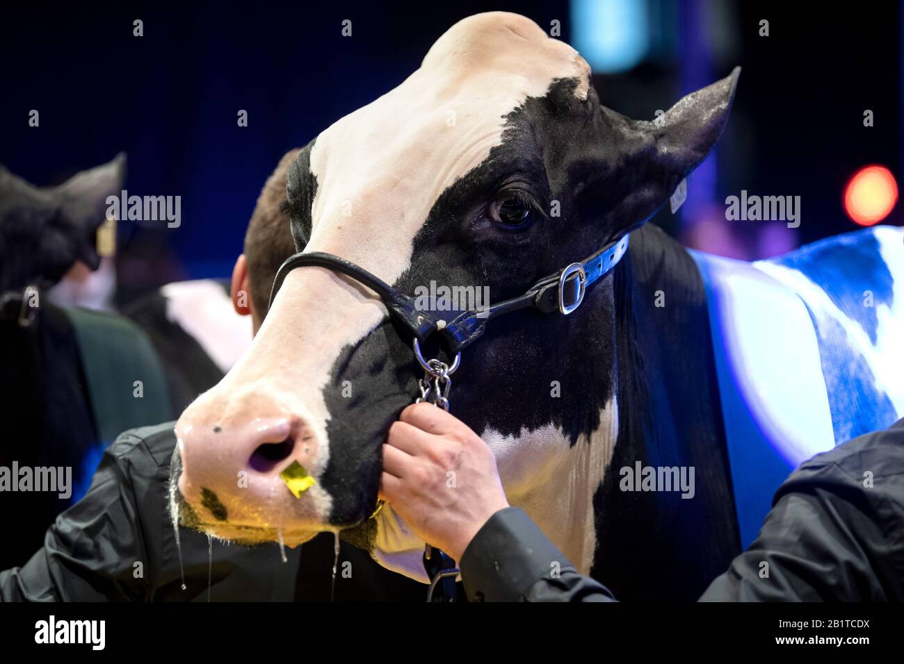Best photo of cows hi-res stock photography and images - Alamy