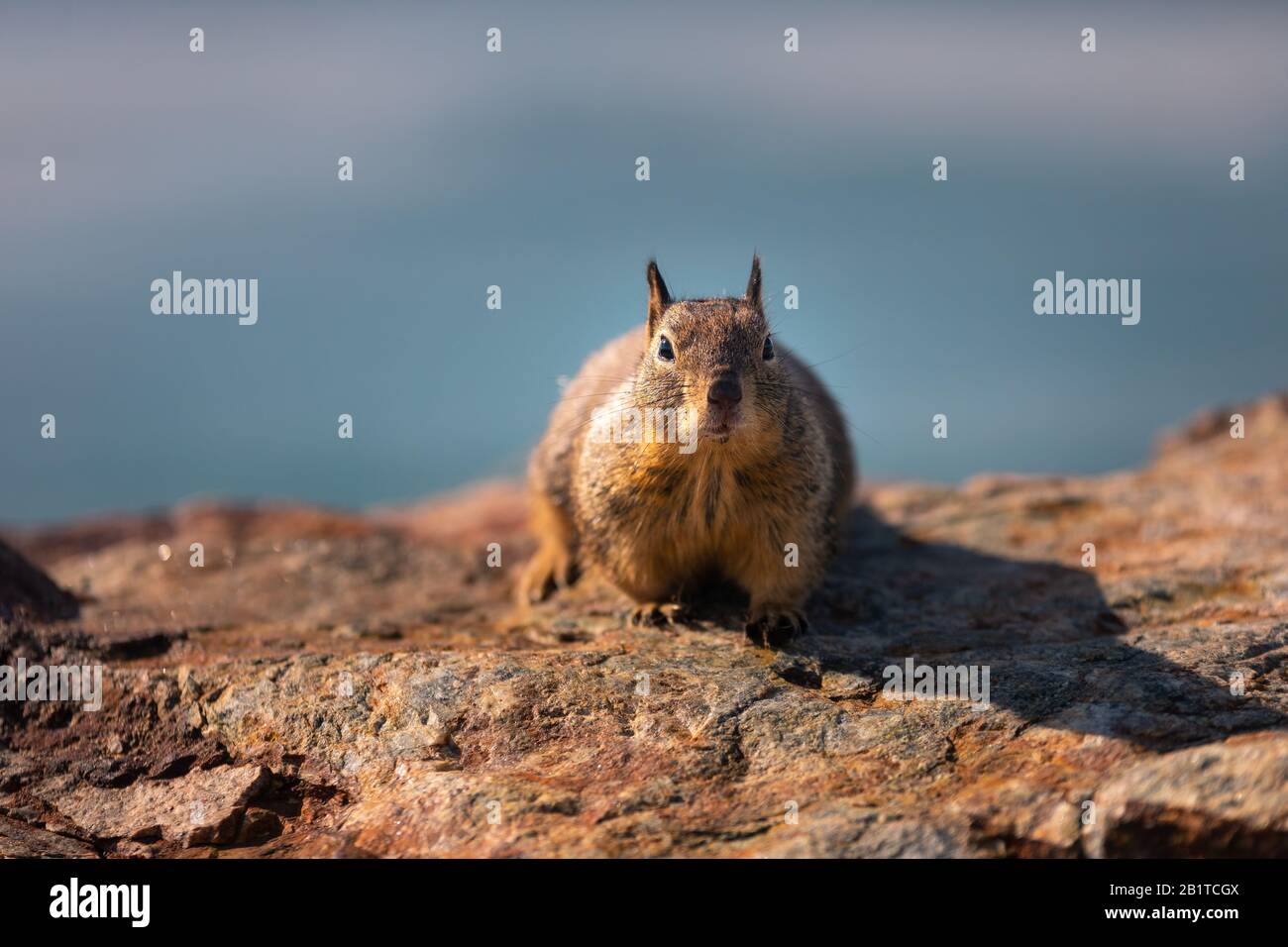 Grey Squirrel Tree High Resolution Stock Photography and Images - Alamy