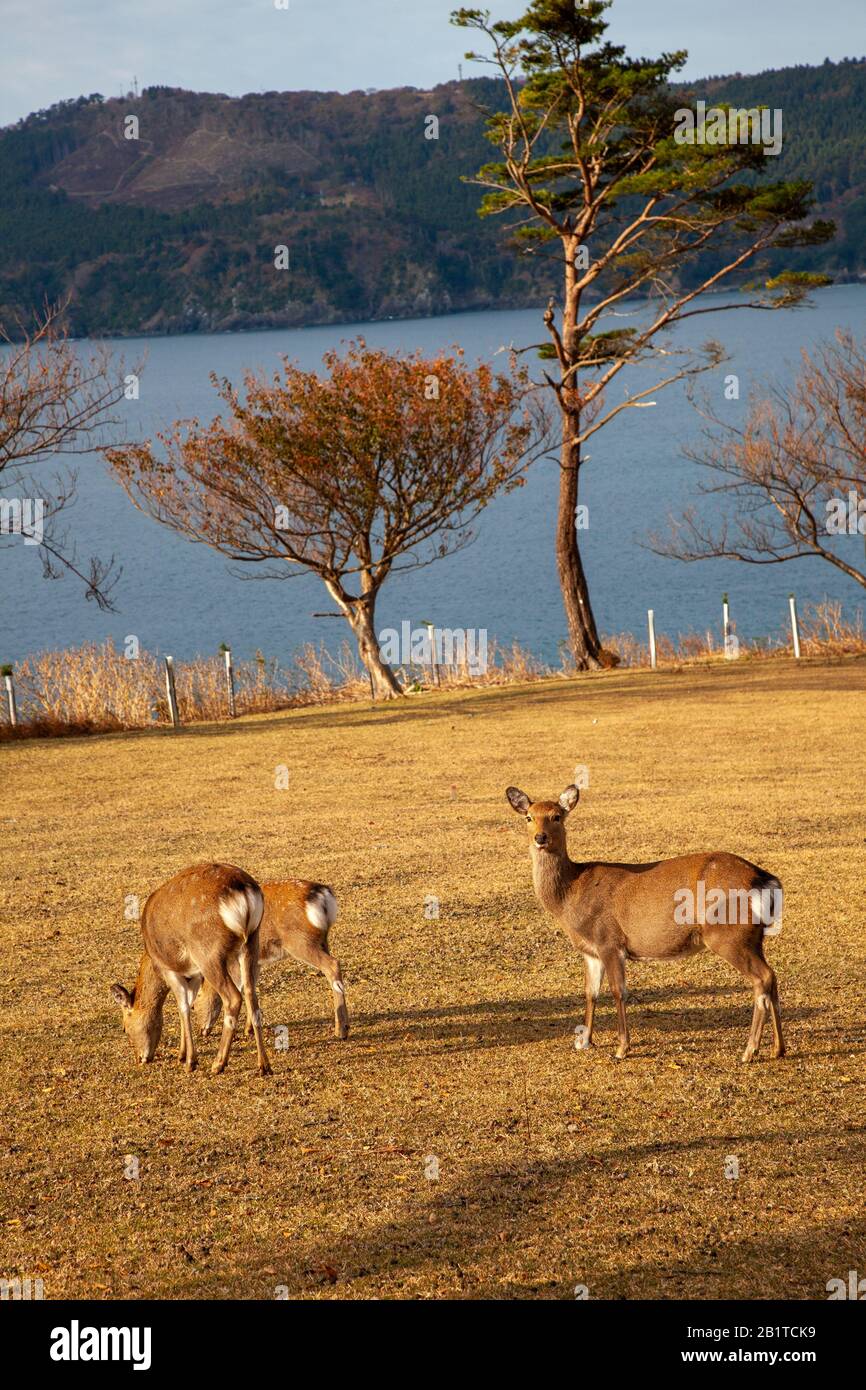 Sika deer (Cervus nippon), also known as the spotted deer or the ...