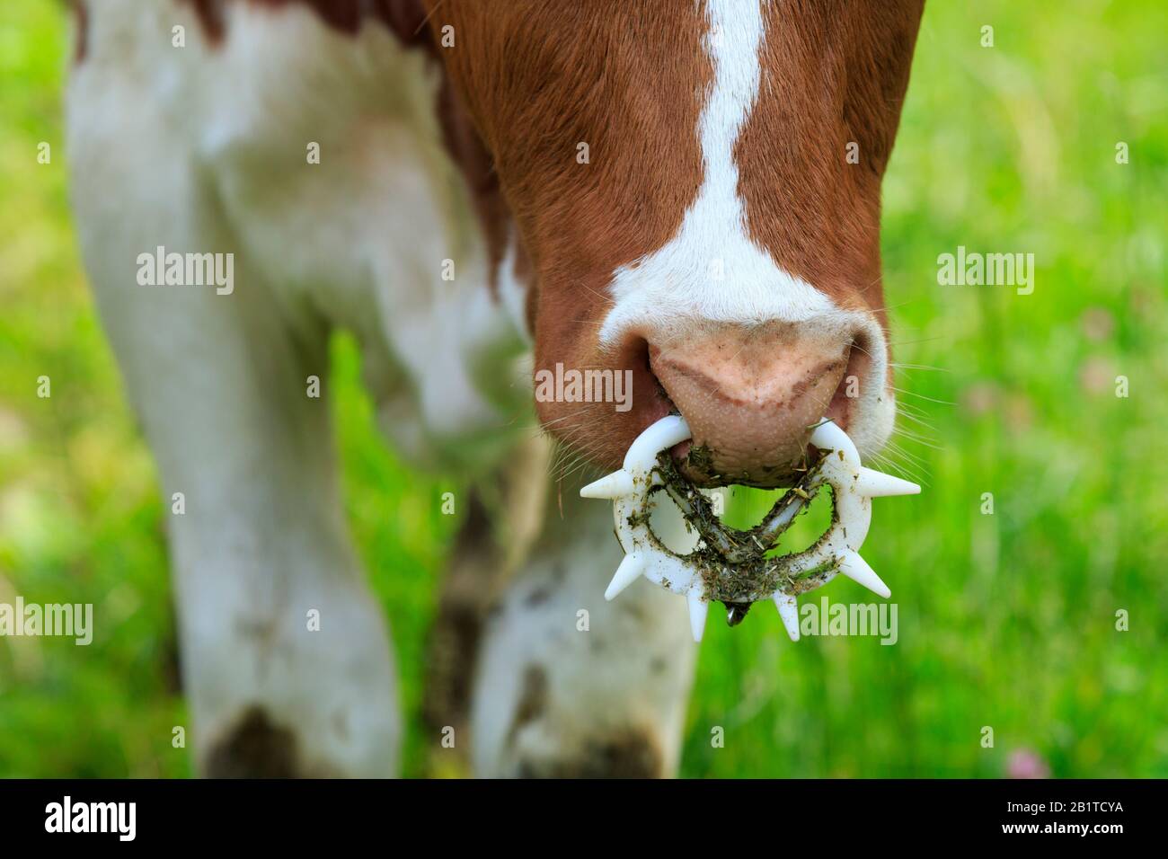 Calf wearing a weaning ring, isolated against a green grassy background ...