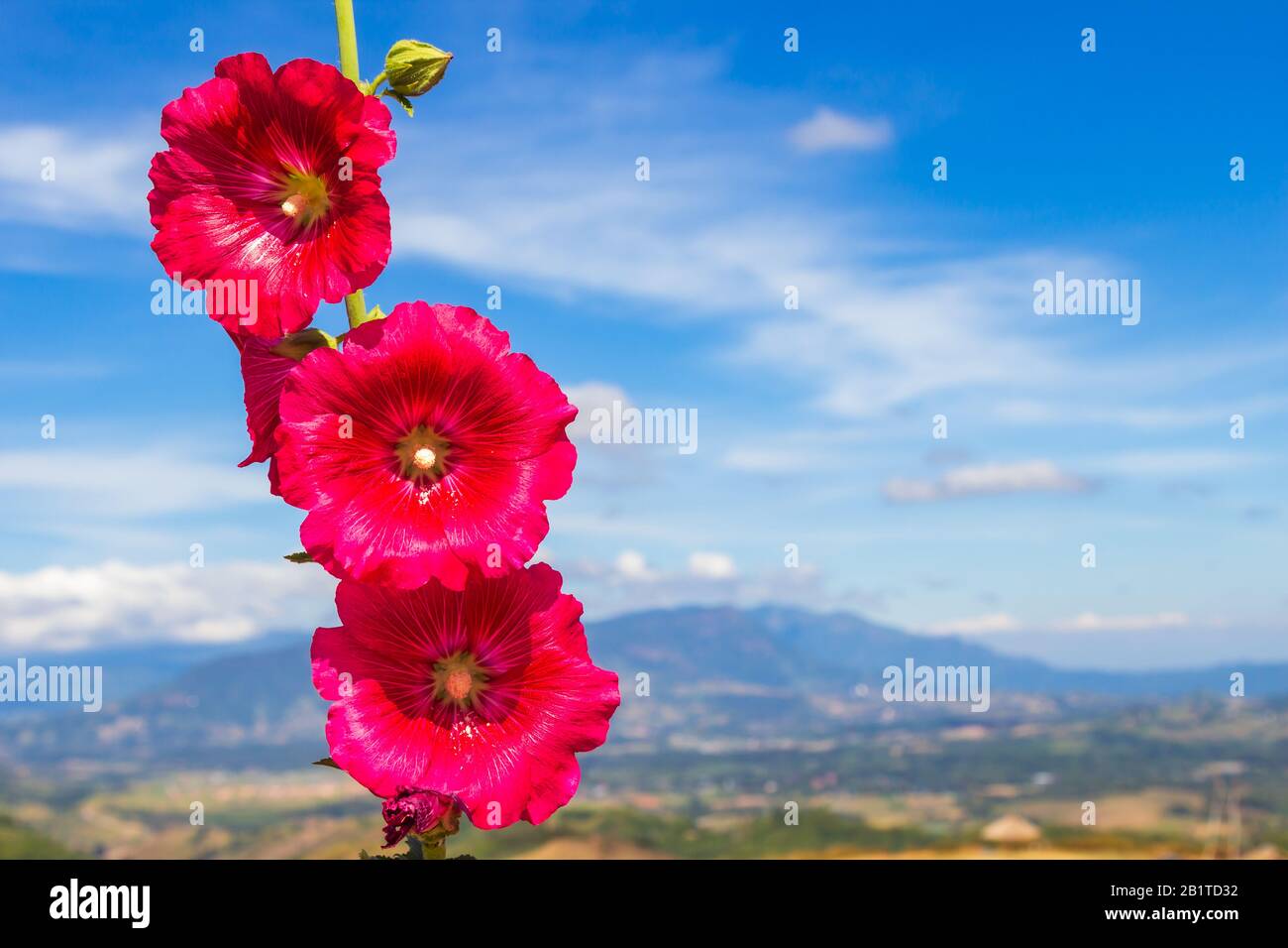 Blooming red alcea rosea common hollyhocks and blue sky background ...