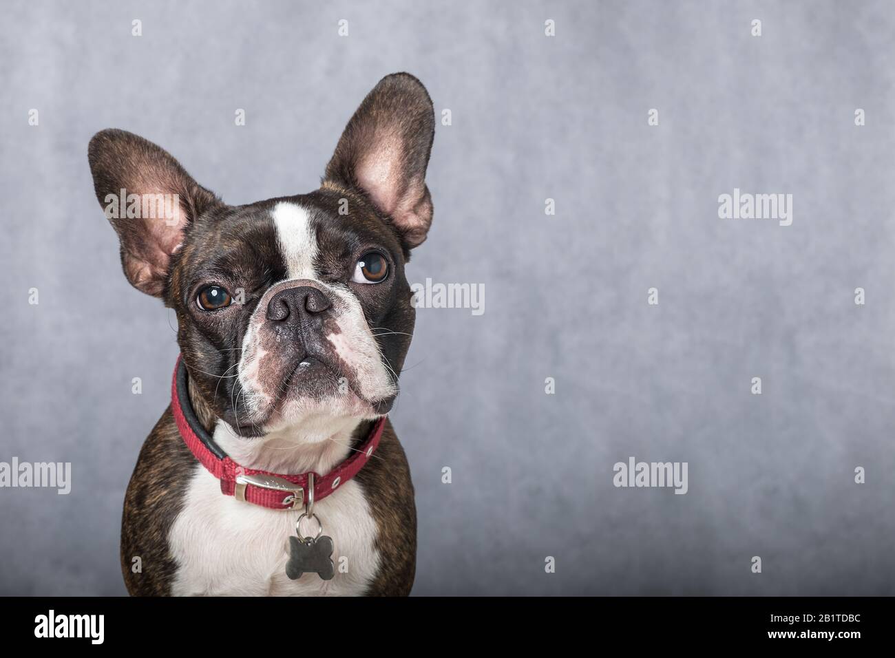 Face shot of a cute Boston Terrier dog on a white background Stock ...