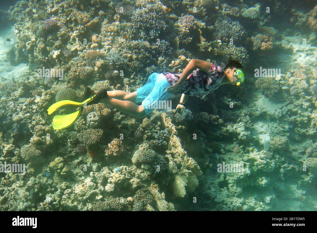 diver swims on vibrant coral reef in the sea. diver is swimming along a ...