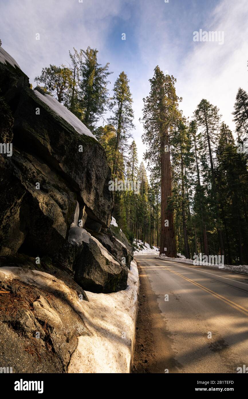 Sequoias in Sequoia National Park, California, United States Stock ...