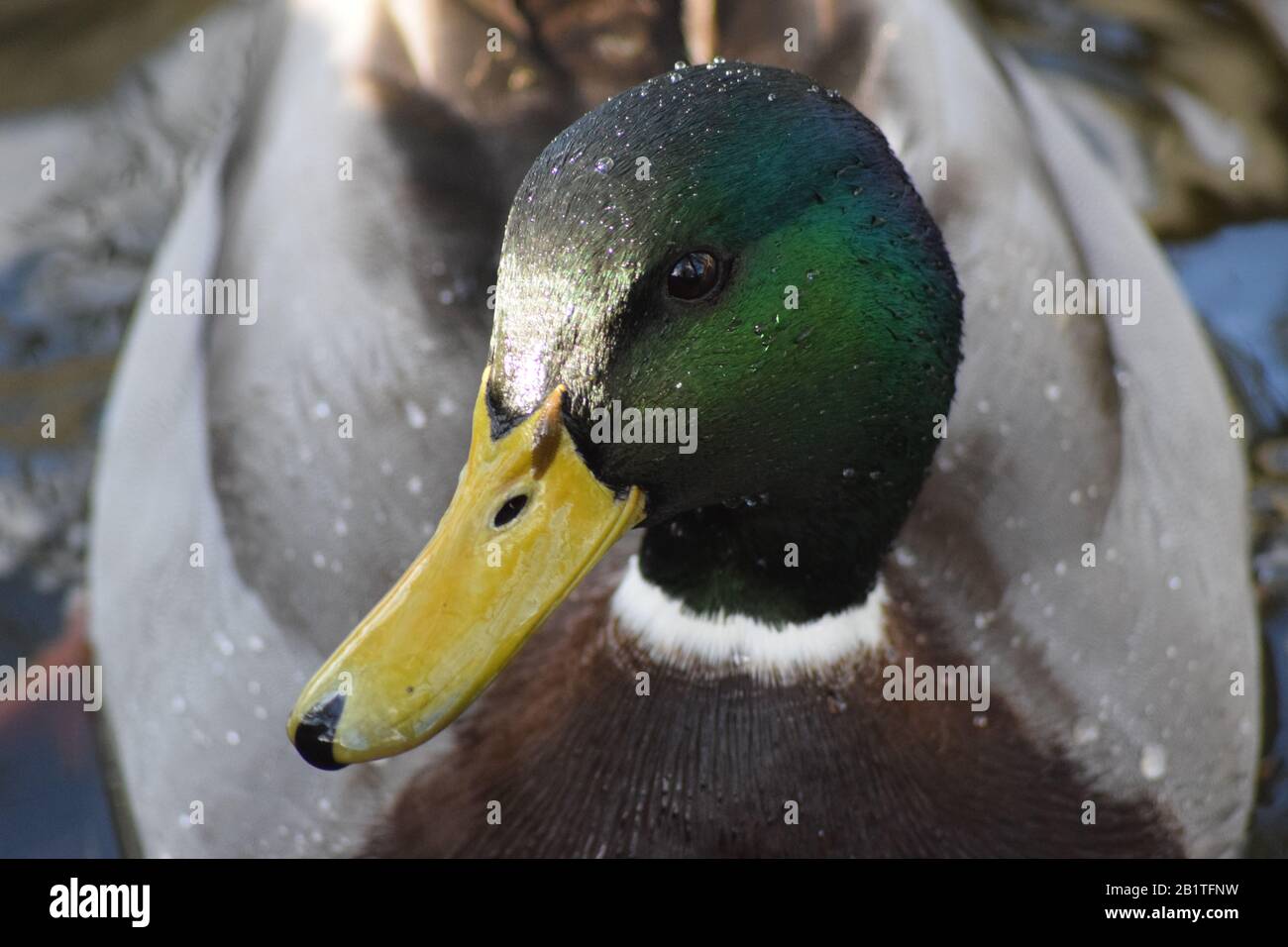 Birds close up hi-res stock photography and images - Alamy