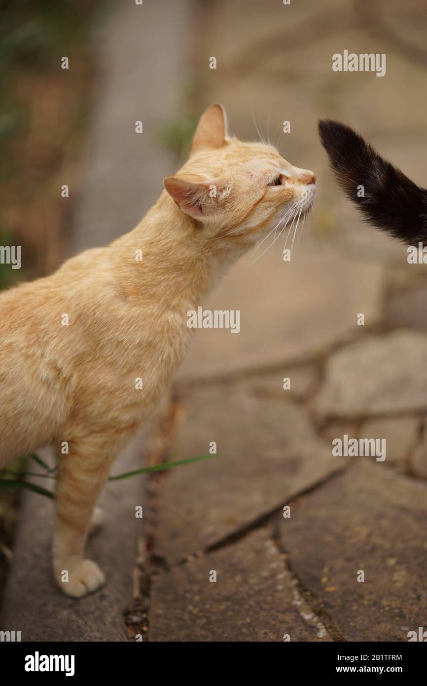 Mating pose hi-res stock photography and images - Alamy