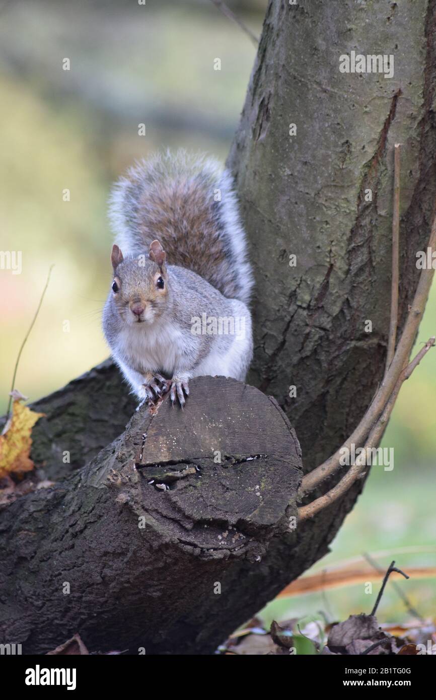 Up close nature wallpapers hi-res stock photography and images - Alamy