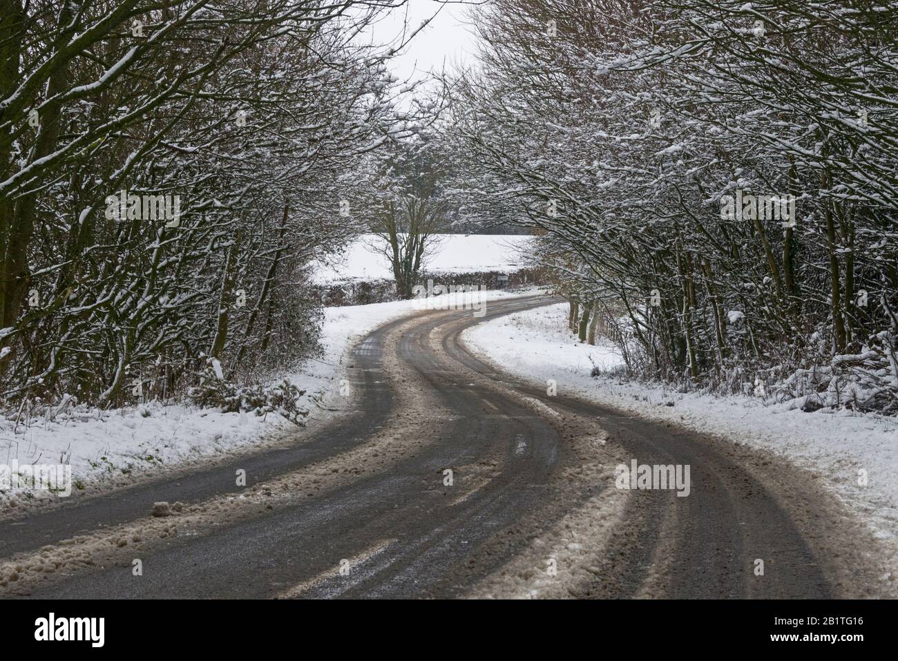 A snow covered tree lined section of Haydon Lane, Taunton, Somerset, by ...