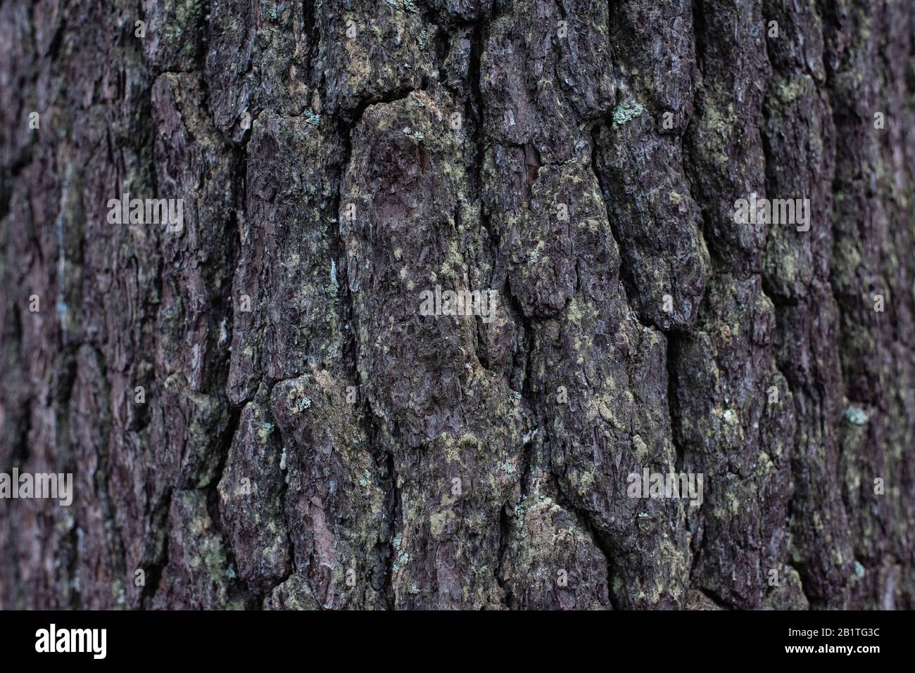 Old bark on tree hi-res stock photography and images - Alamy