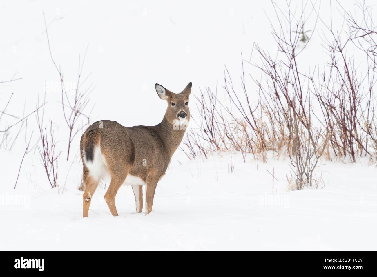 White-taile deer (Odocoileus virginianus), Winter, Eastern North ...