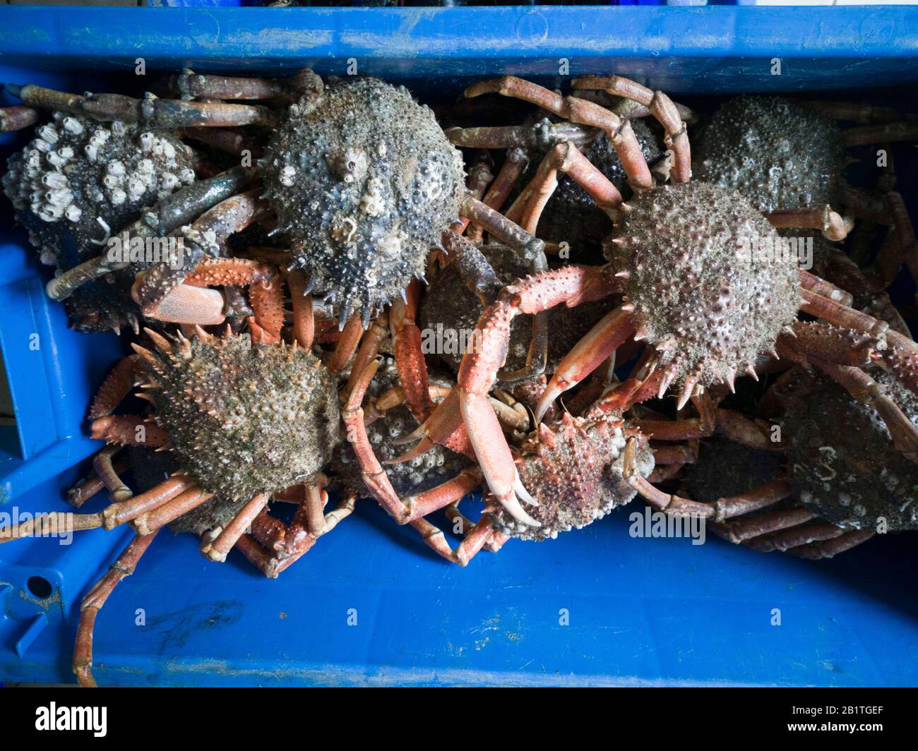 Spiders as food hi-res stock photography and images - Alamy