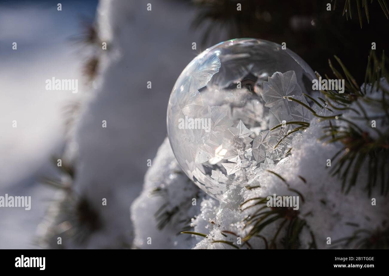 Tree in a bubble hi-res stock photography and images - Alamy