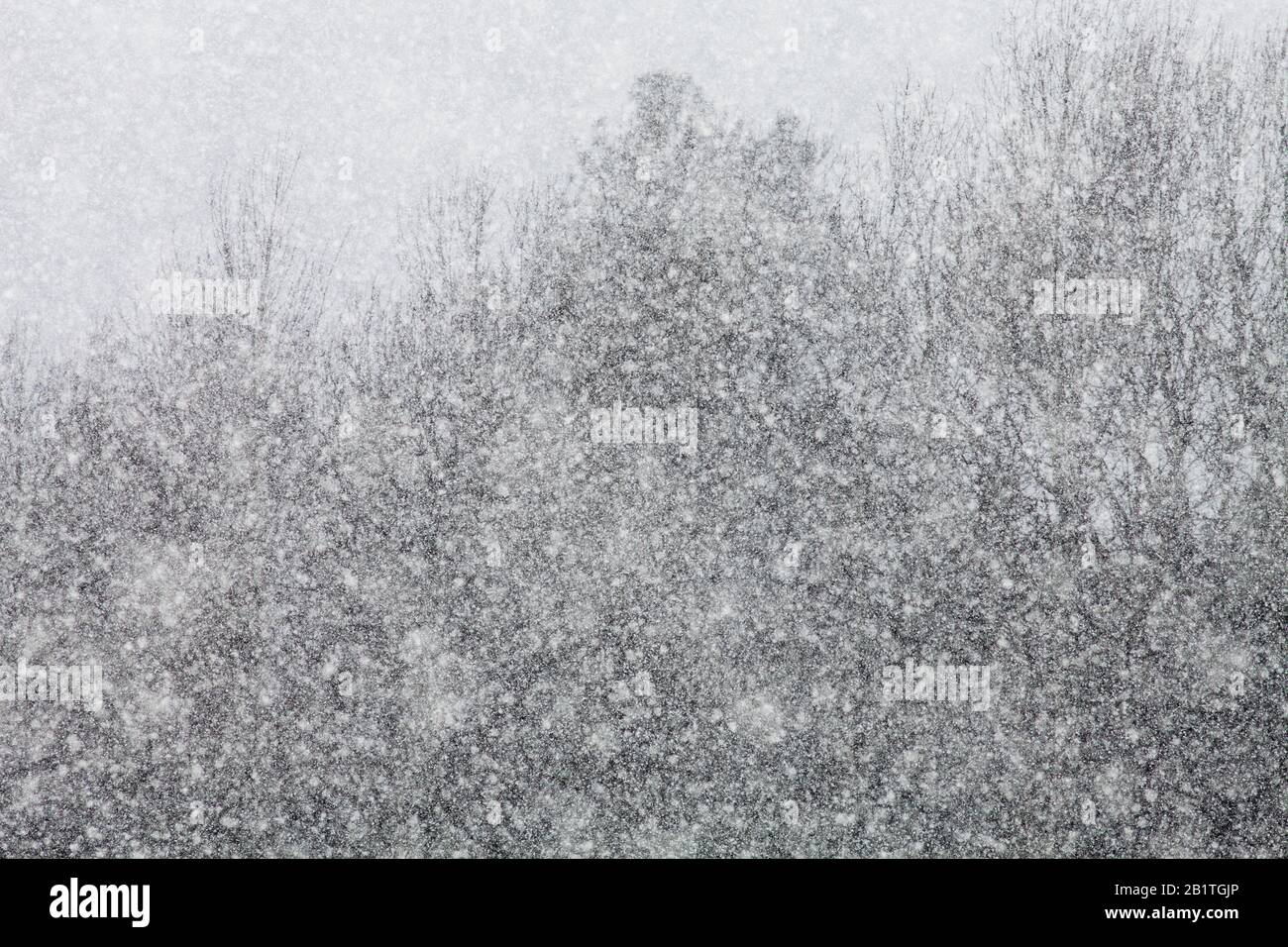 Heavy snow falling with trees in the background Stock Photo - Alamy