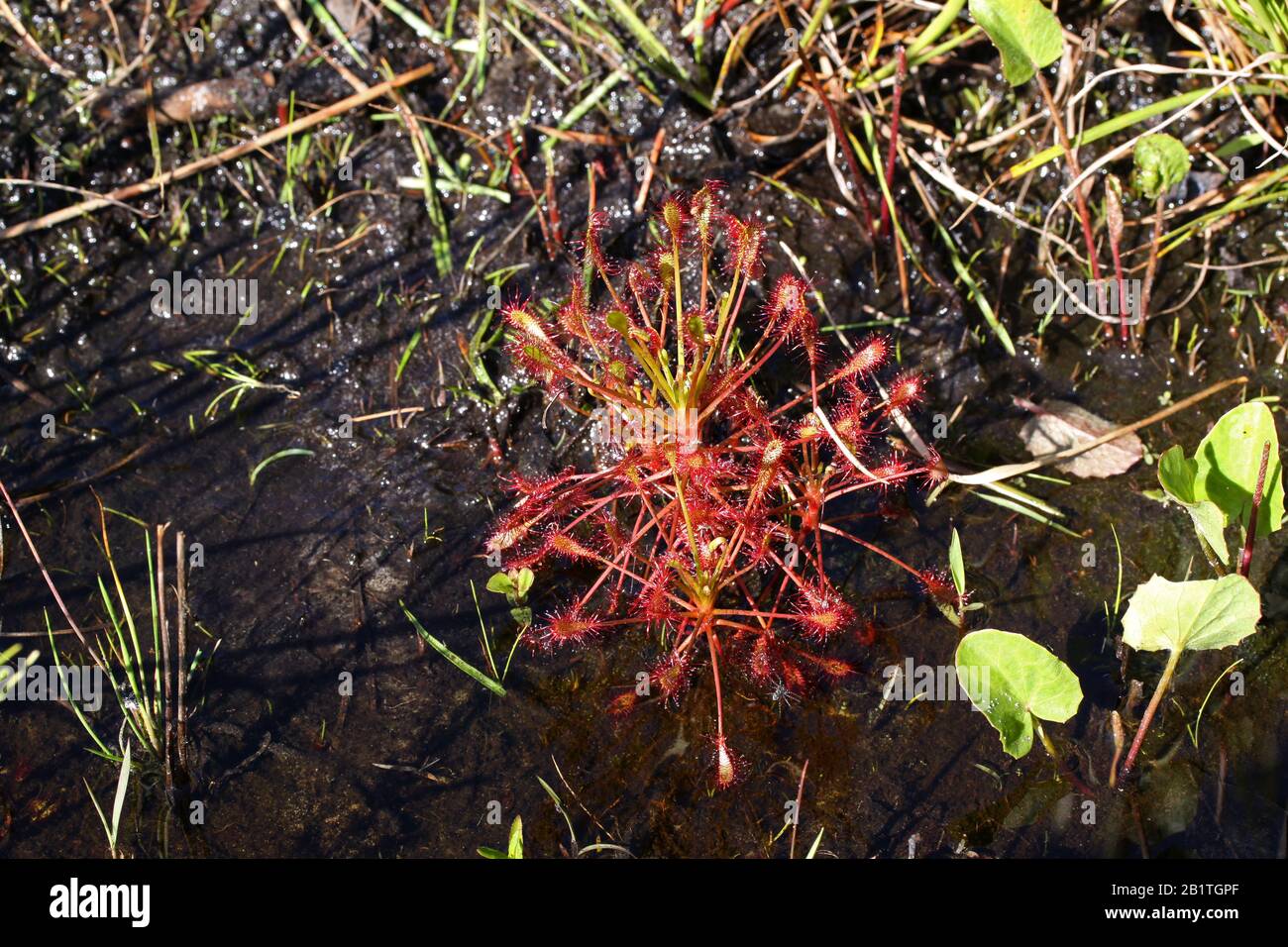 Spatulate-leaved Sundew ( Drosera intermedia ) N Carolina USA/Dembinsky ...