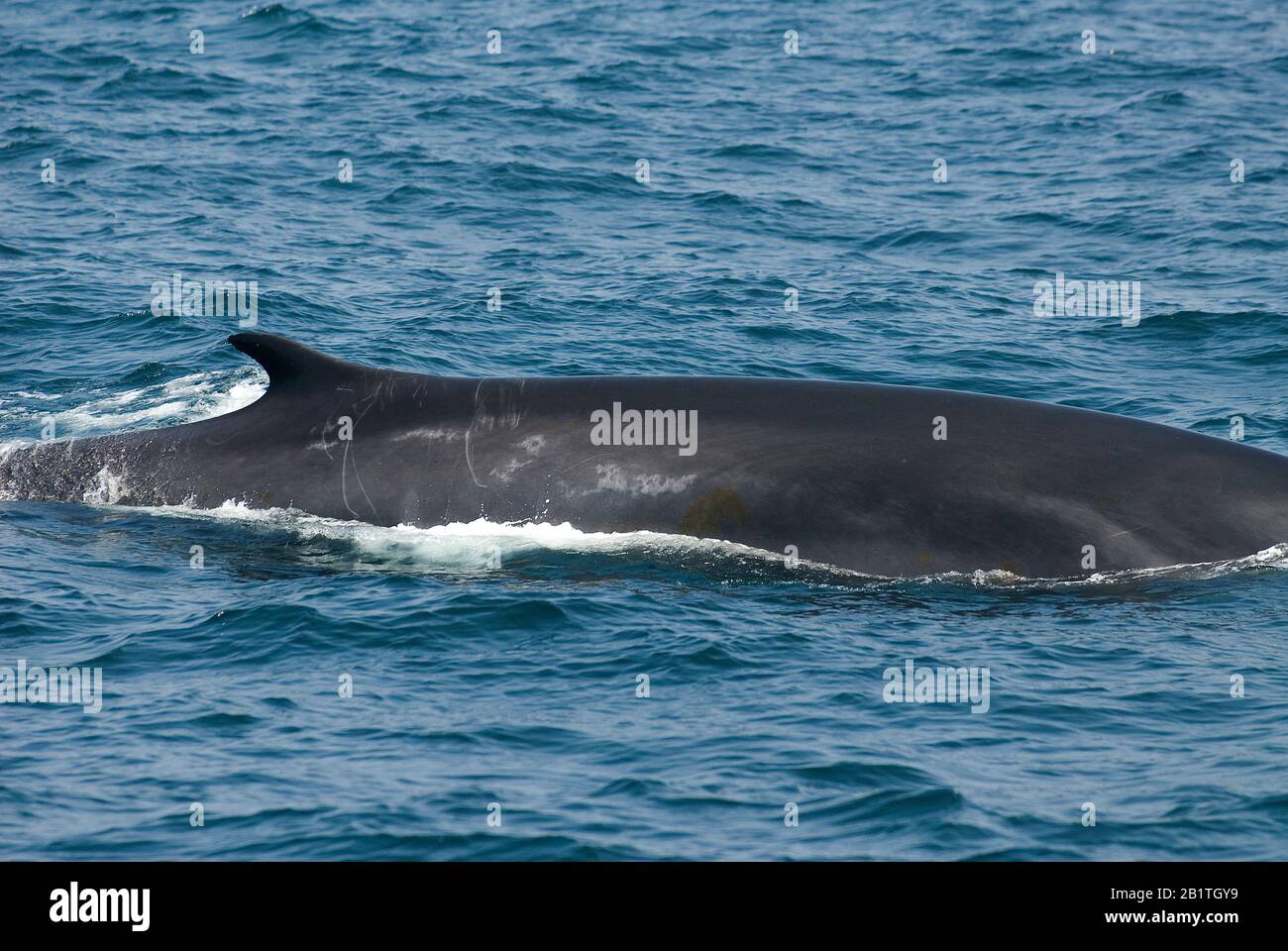 Finback whale hi-res stock photography and images - Alamy