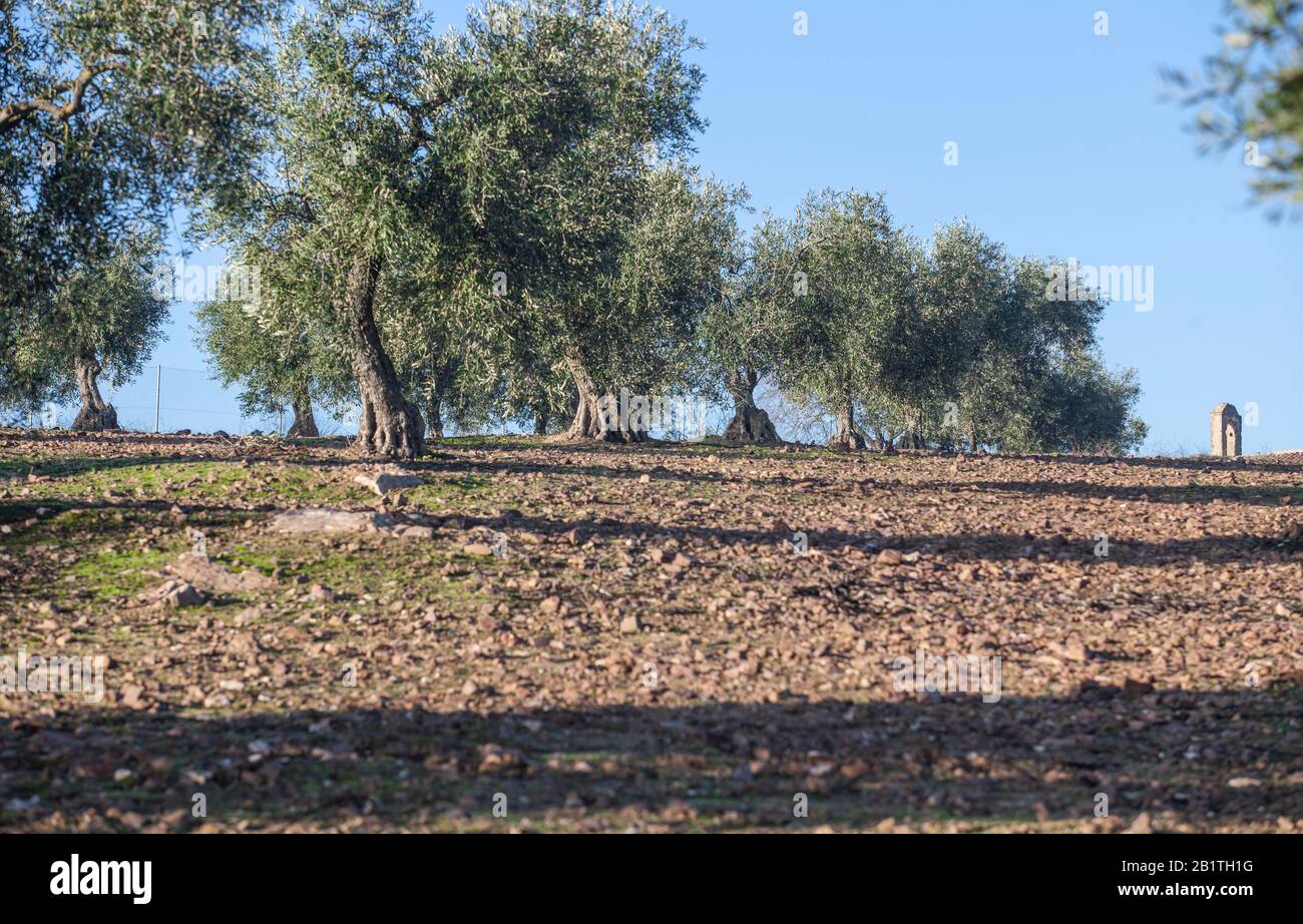 Village church bell tower appearing at olive grove ground. Rural ...