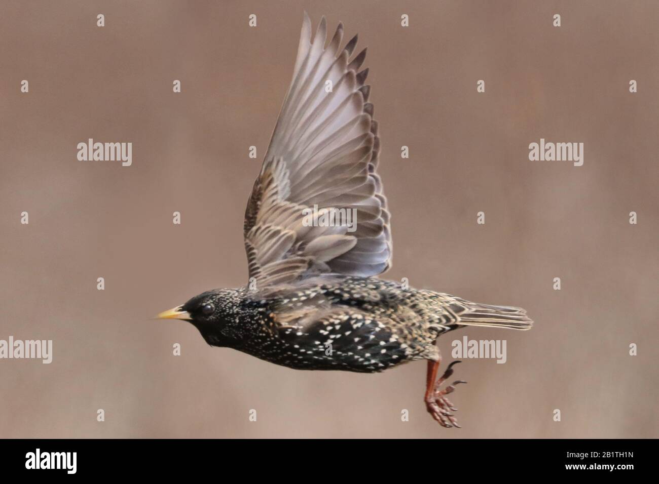 Big flocks starlings hi-res stock photography and images - Alamy