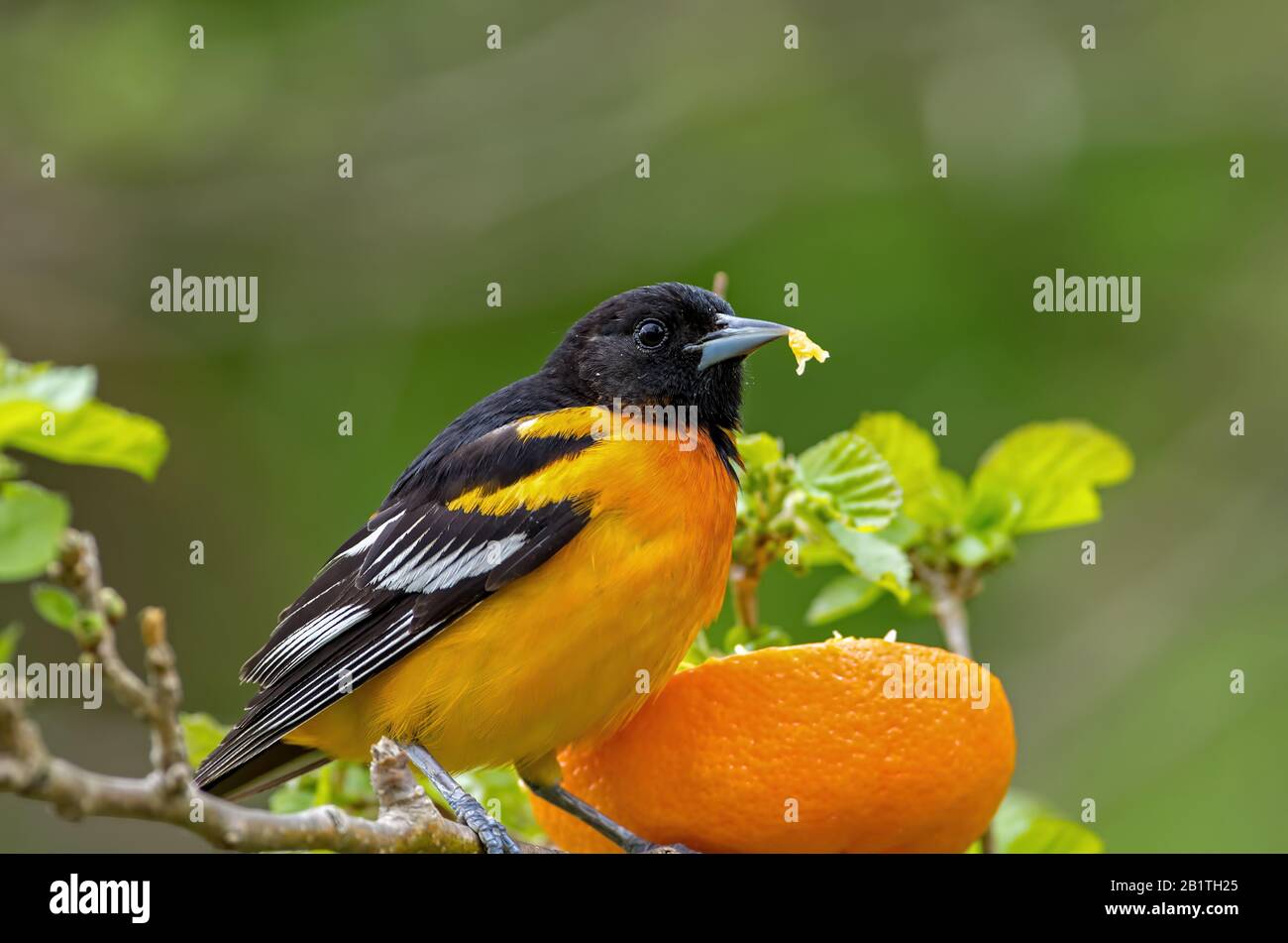 Baltimore oriole bird hi-res stock photography and images - Alamy