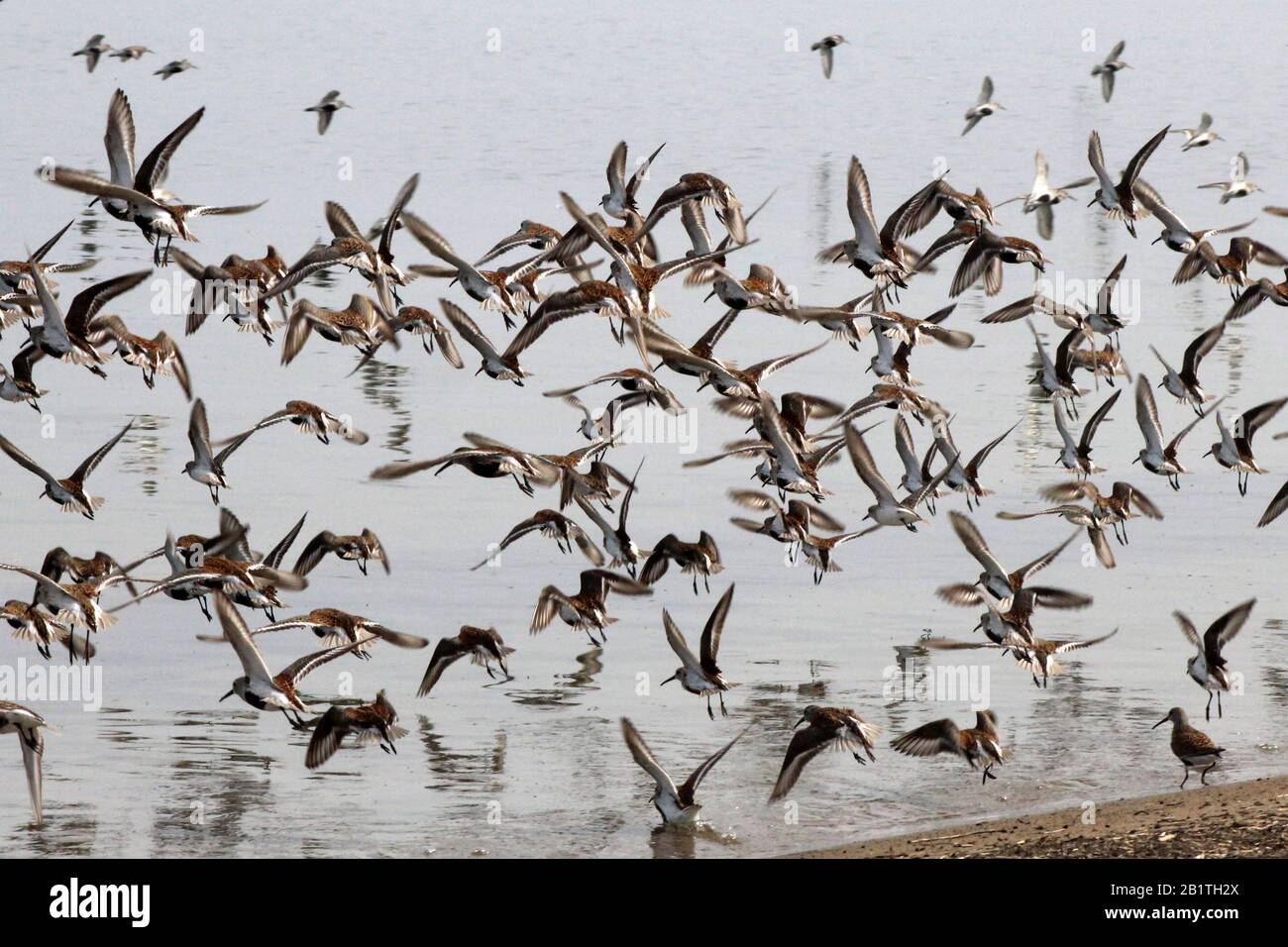 Dunlin flock at beach Stock Photo - Alamy