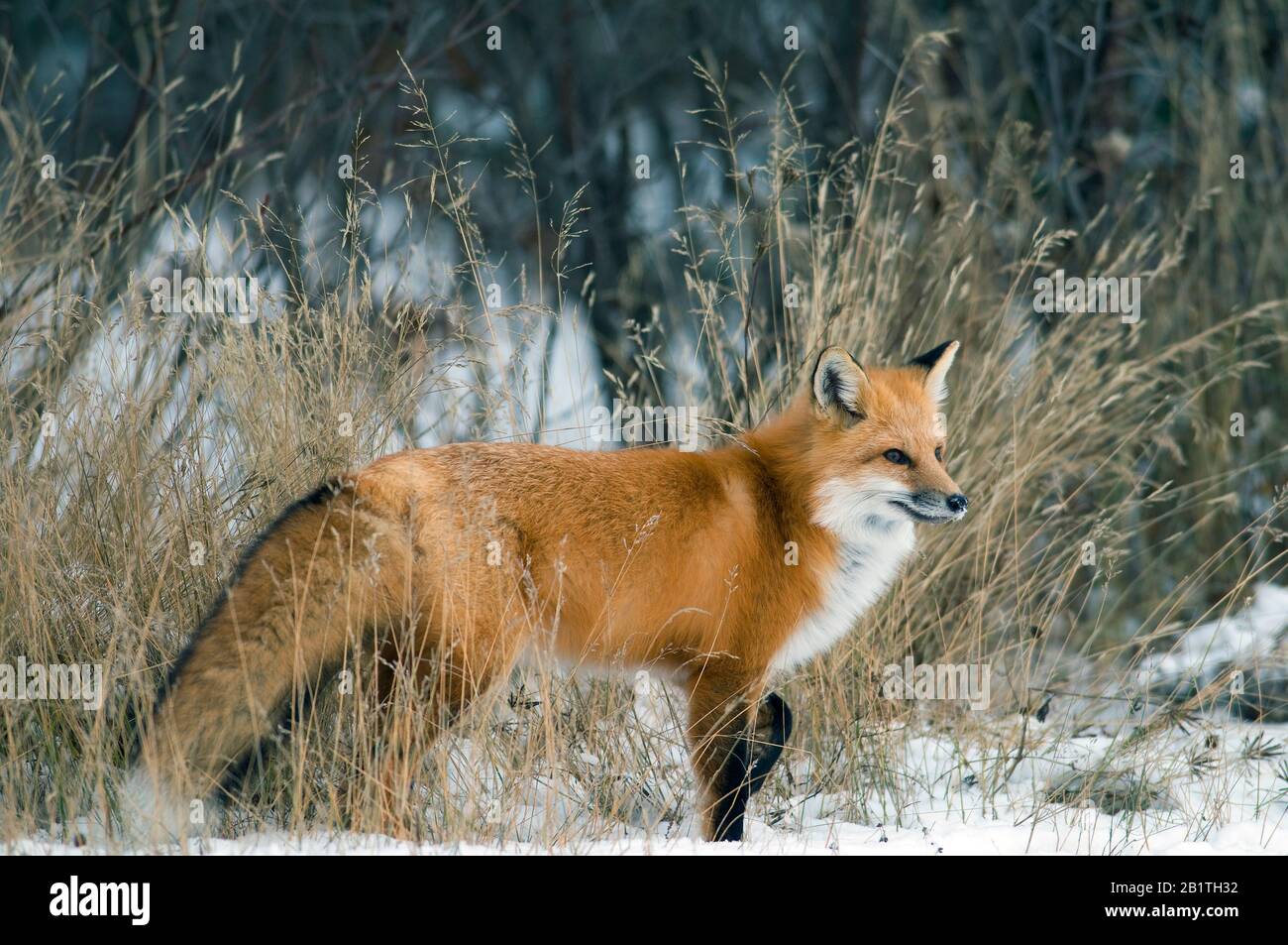 Red fox snow woodland hi-res stock photography and images - Alamy