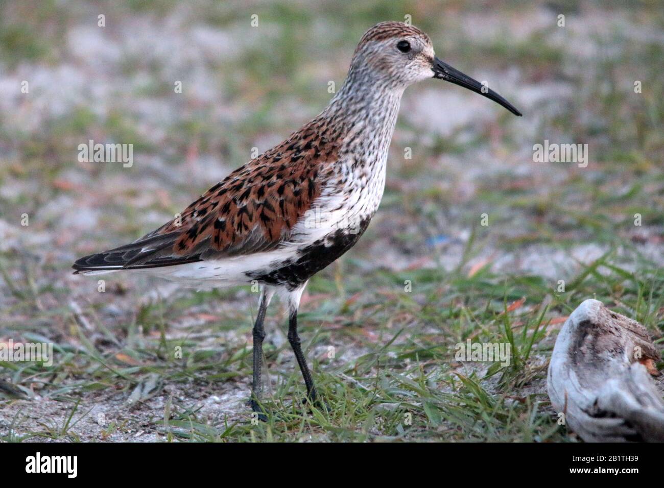 Dunlin flock at beach Stock Photo - Alamy