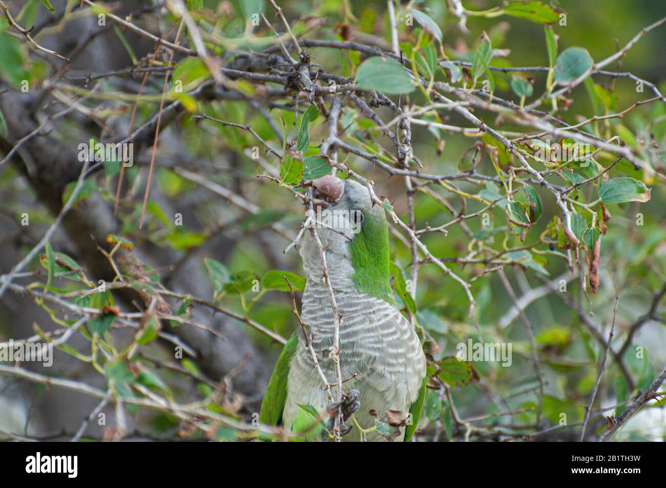 Alexandrine parakeet (Psittacula eupatria), also known as the ...
