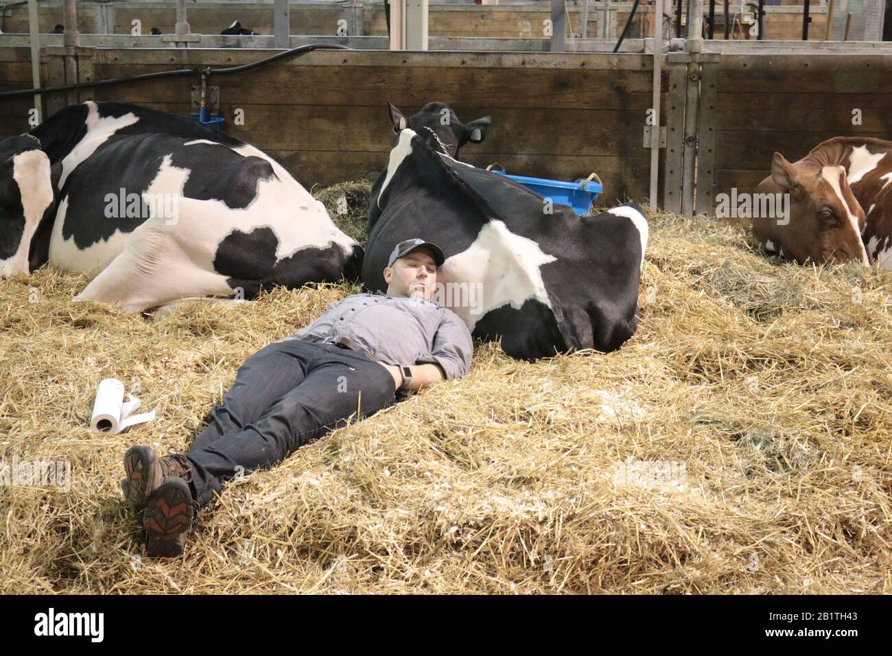 Royal Winter Fair in Toronto Stock Photo - Alamy