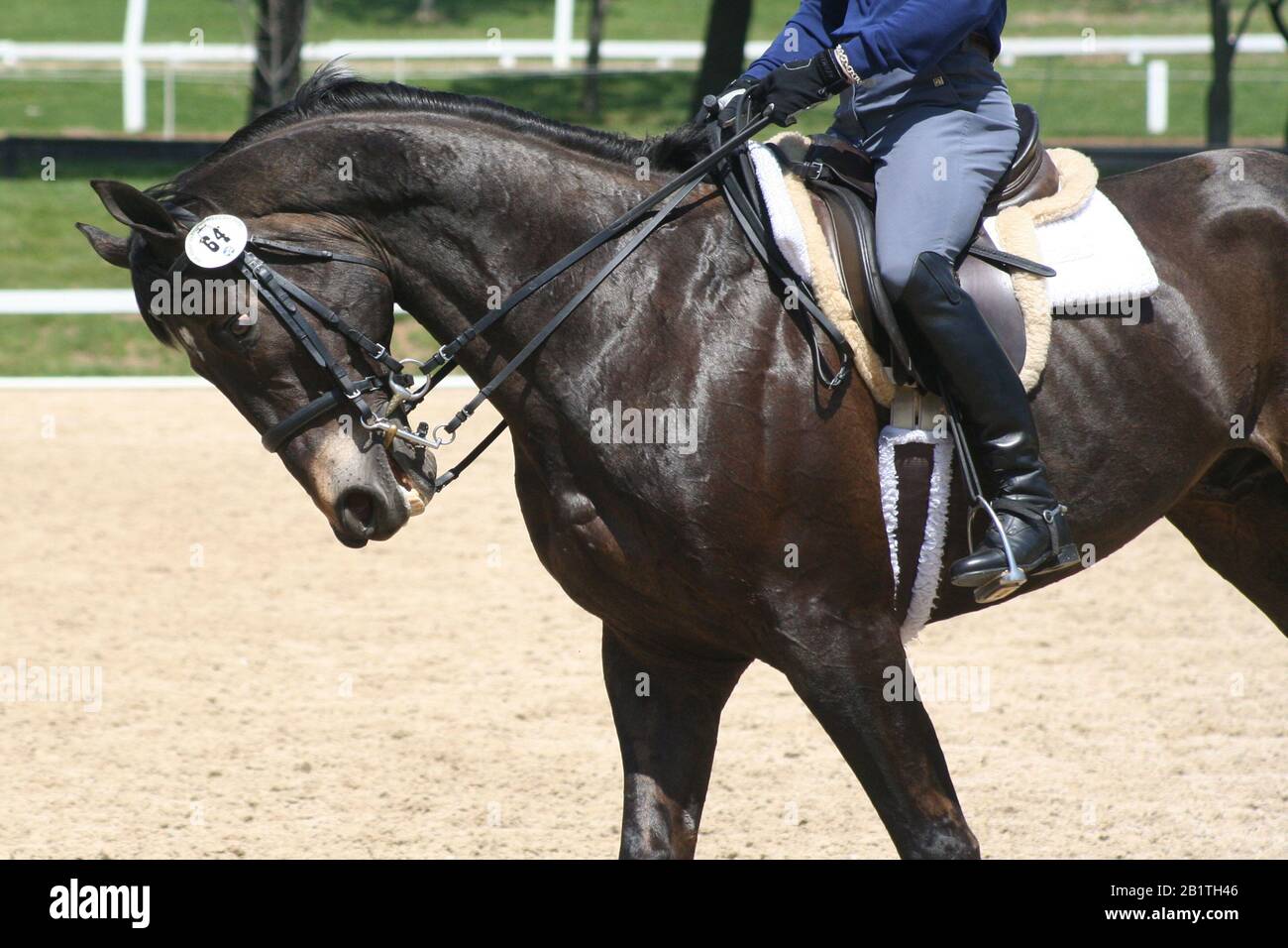 Dressage horse at Rolex Three Day event Stock Photo - Alamy
