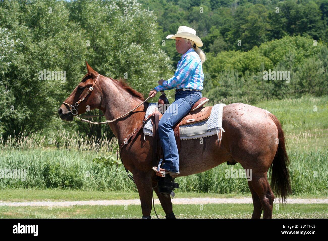 Roan Cowboy horse and rider Stock Photo - Alamy