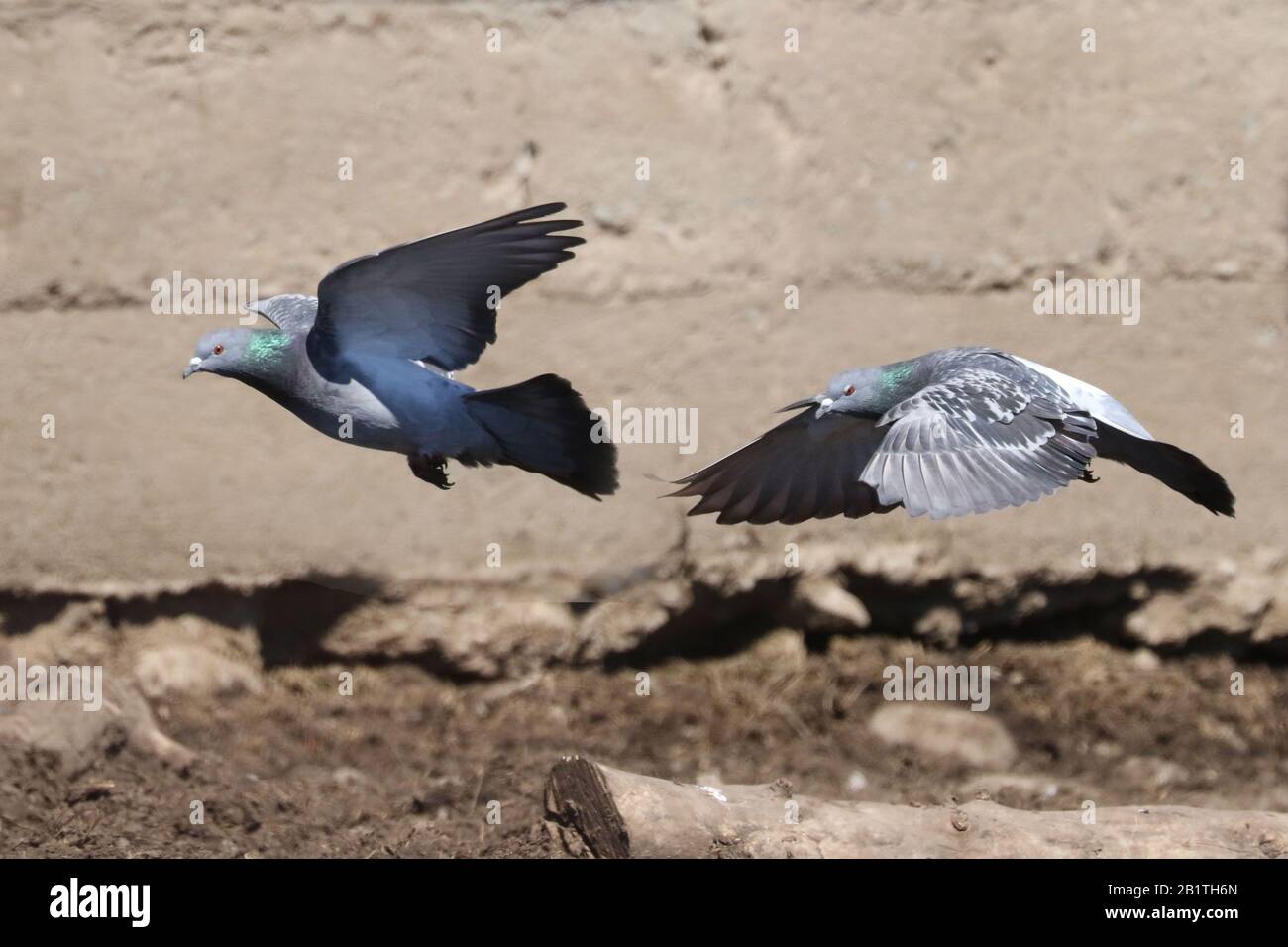Rock Pigeons in flight in barnyard Stock Photo - Alamy