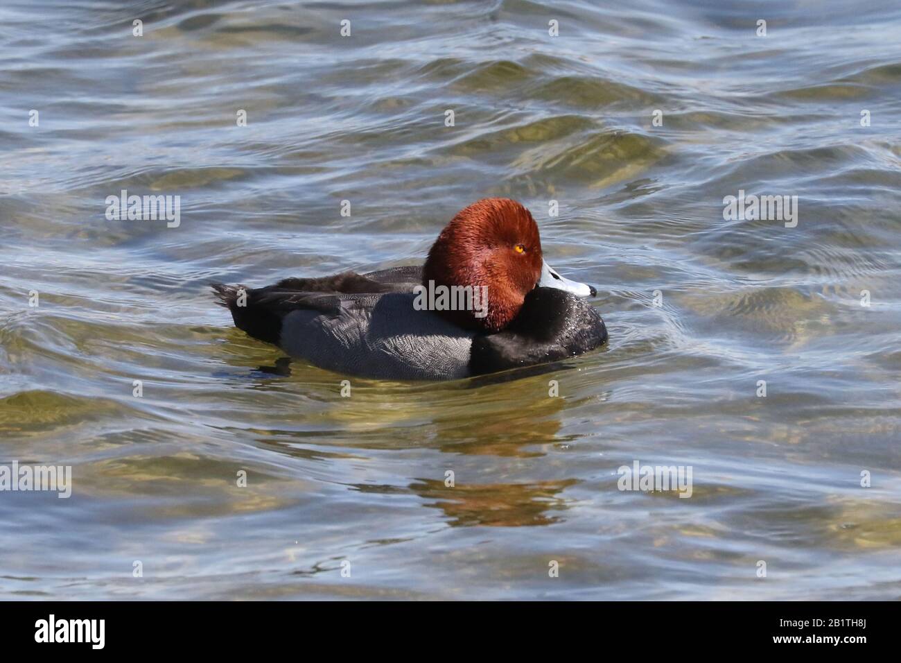Handsome diving ducks hi-res stock photography and images - Alamy